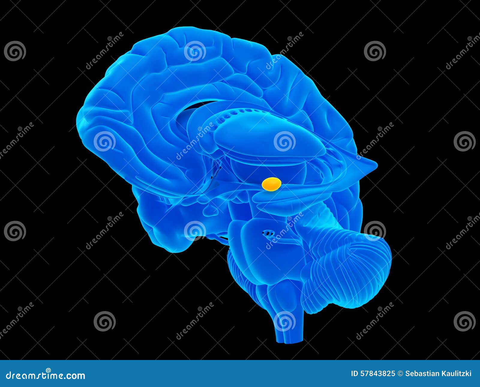 The amygdaloid body stock illustration. Illustration of anatomy - 57843825
