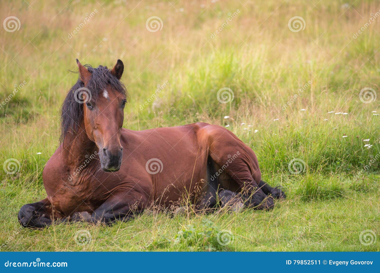 Amzing Horse is Laying on the Meadow Stock Image - Image of village ...