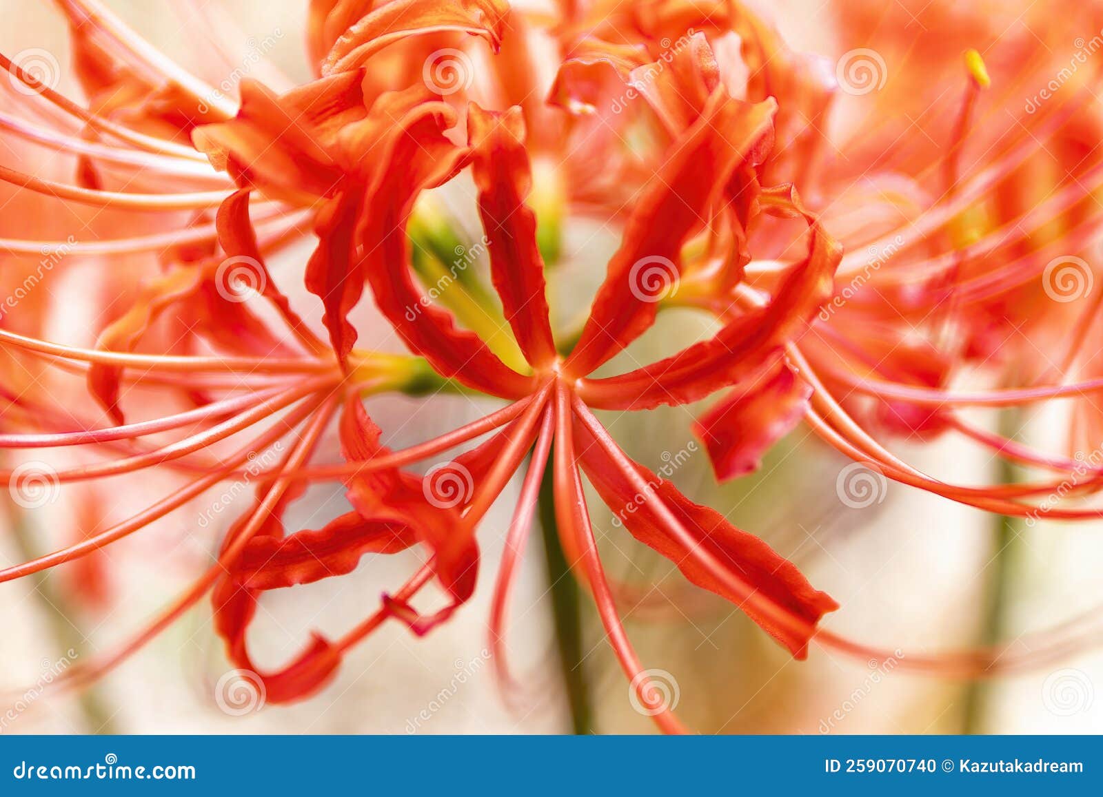 Amáilas De Aranha Vermelha Viva Foto de Stock - Imagem de outono, fundo ... Amáilas De Aranha Vermelha Viva Foto de Stock - Imagem de outono, fundo ...