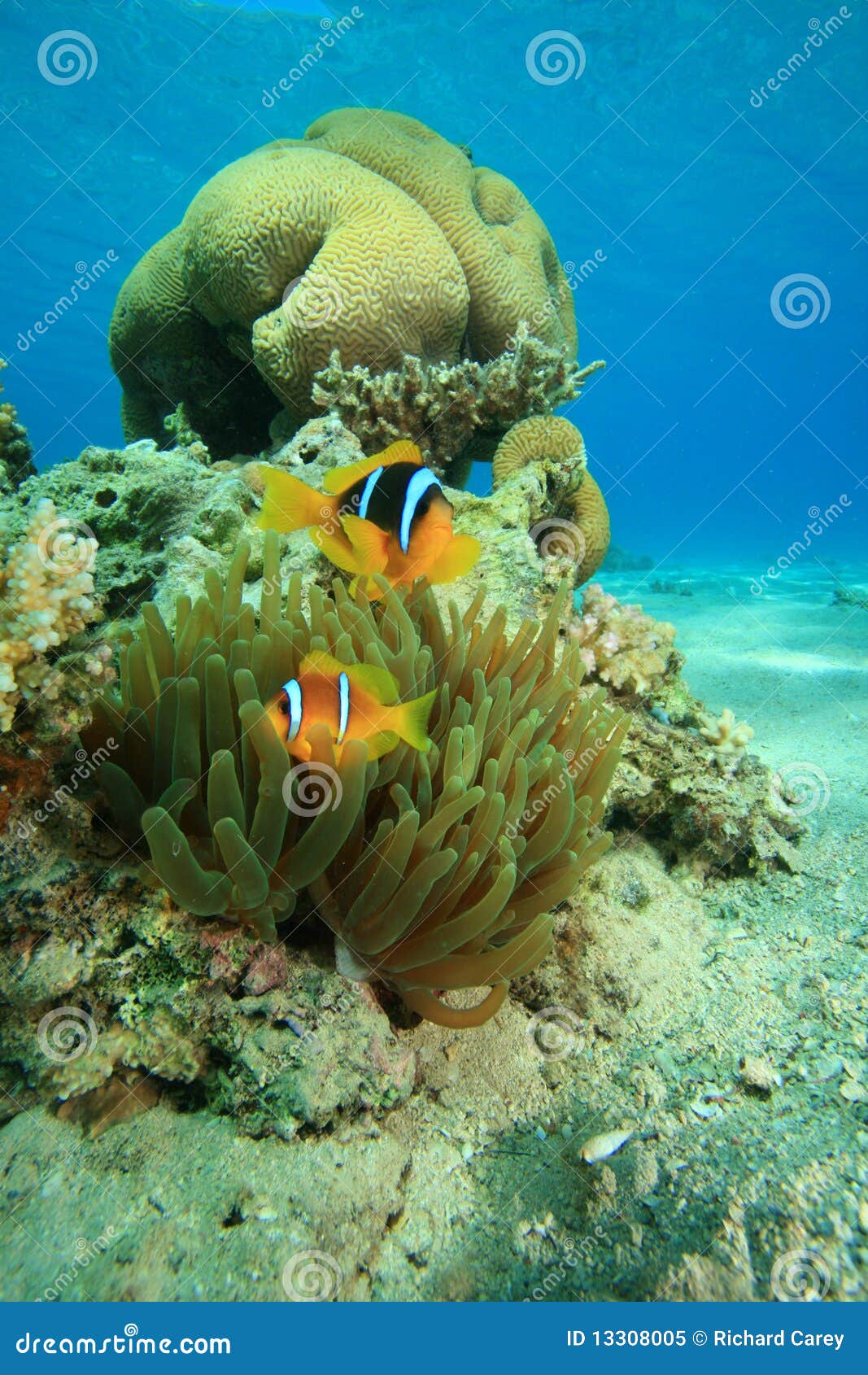 Anémone De Bulle Et Corail De Cerveau Image stock - Image du fond, doux ...