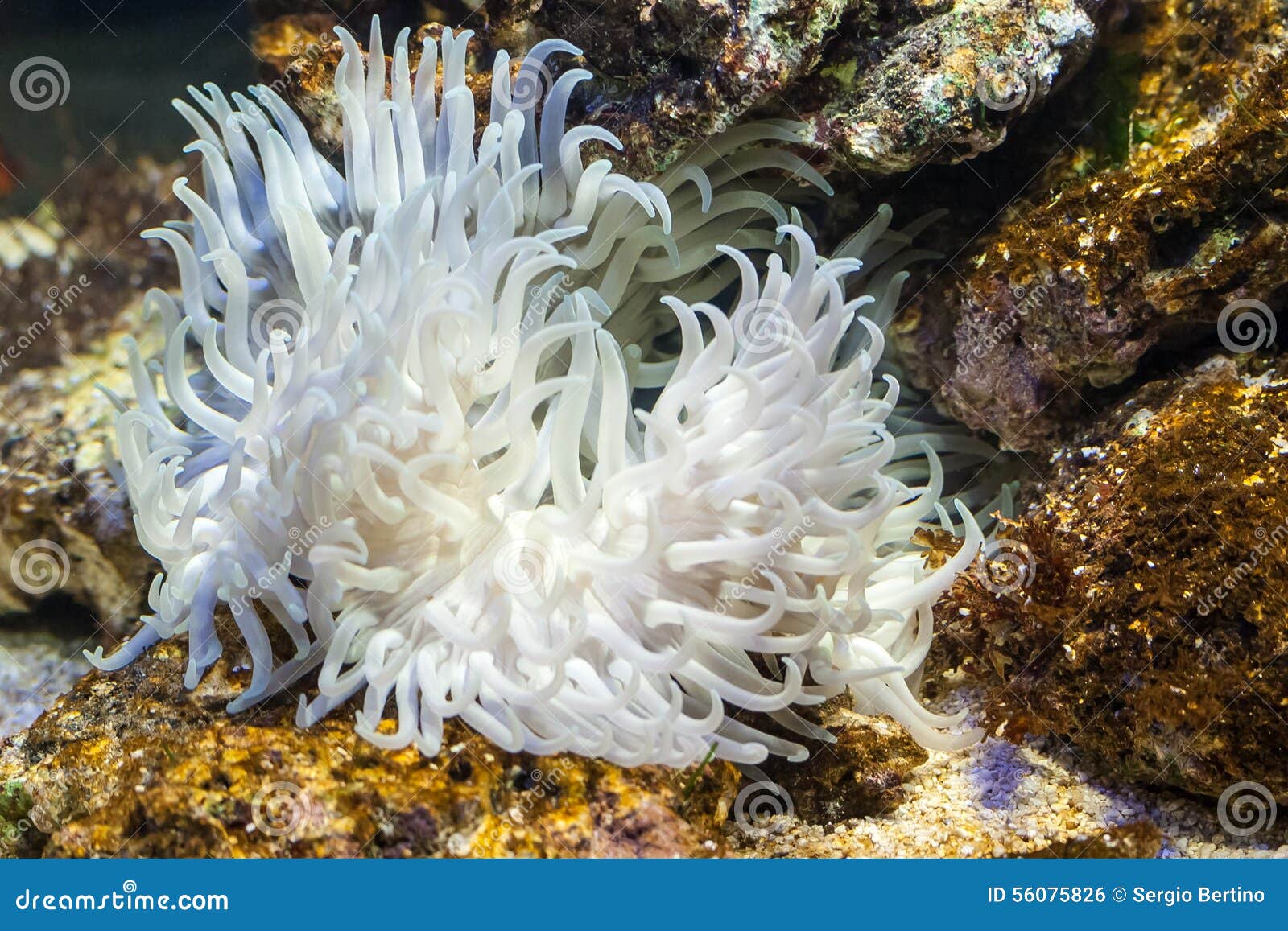 Anémone De Mer Blanche Dans L'aquarium Photo stock - Image du vivant ...