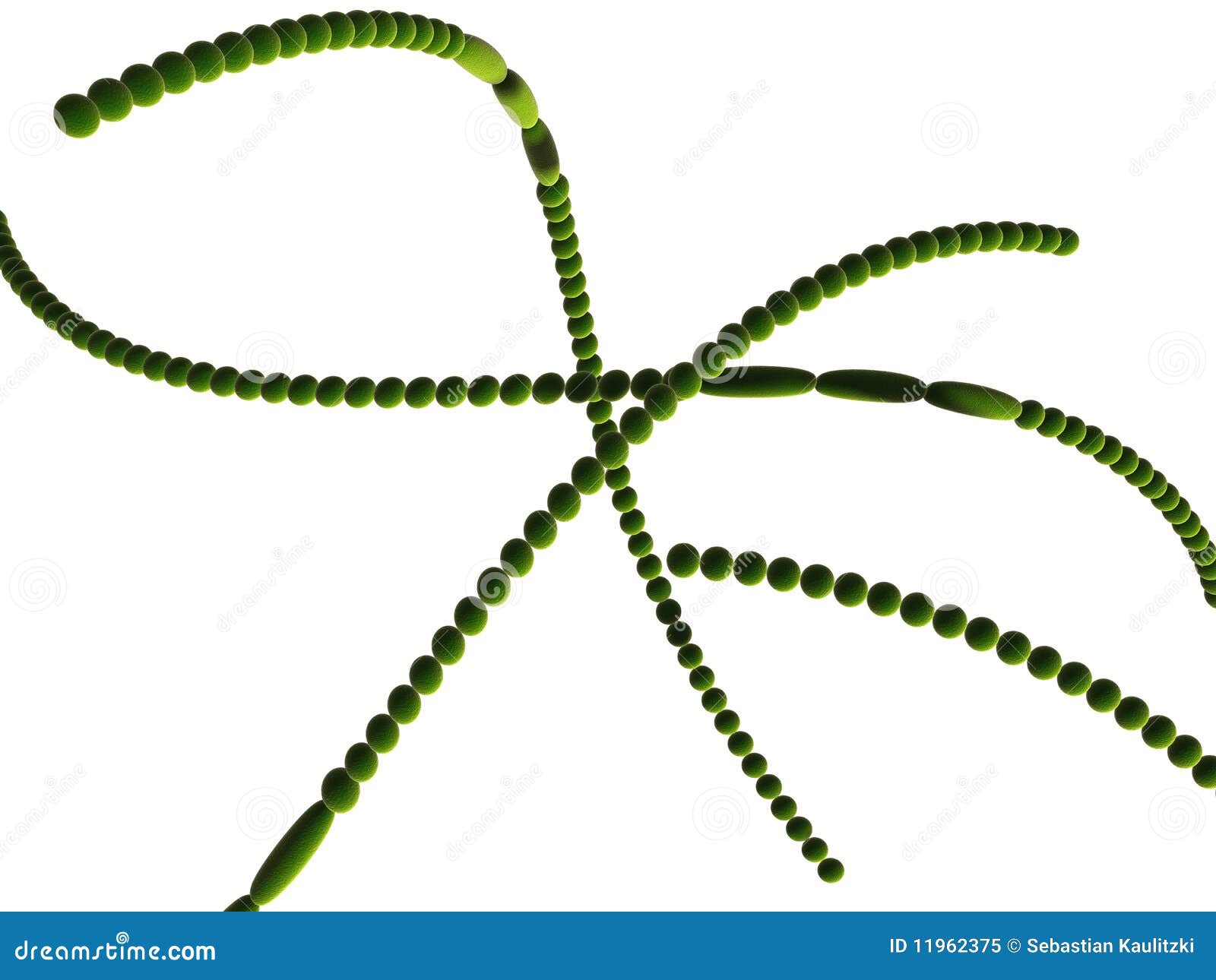 Anabaena stock illustration. Illustration of cyanobacteria - 11962375