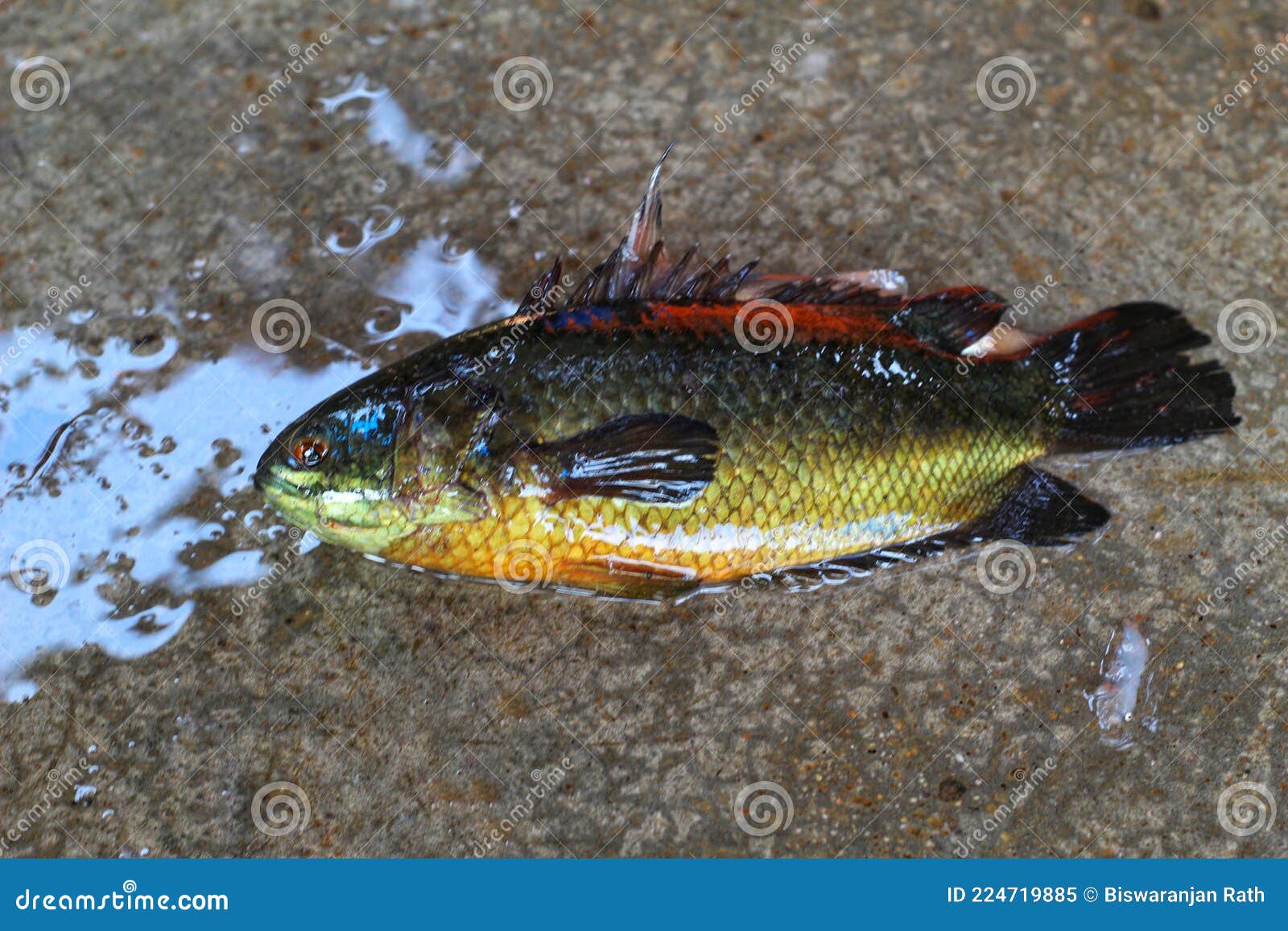 Anabas Fish Climbing Perch Fish Laying on Ground Stock Image - Image of ...