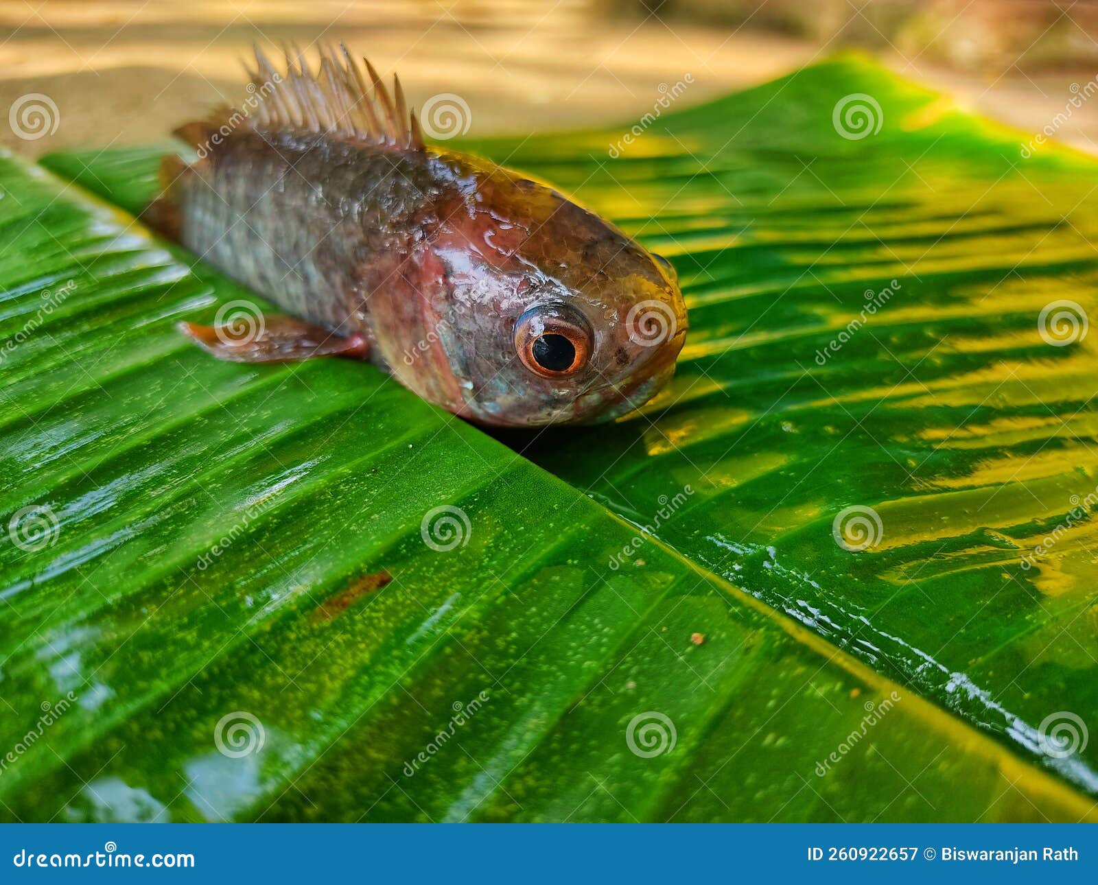 Anabas Fish on Green Banana Leaf HD Stock Image - Image of freshwater ...
