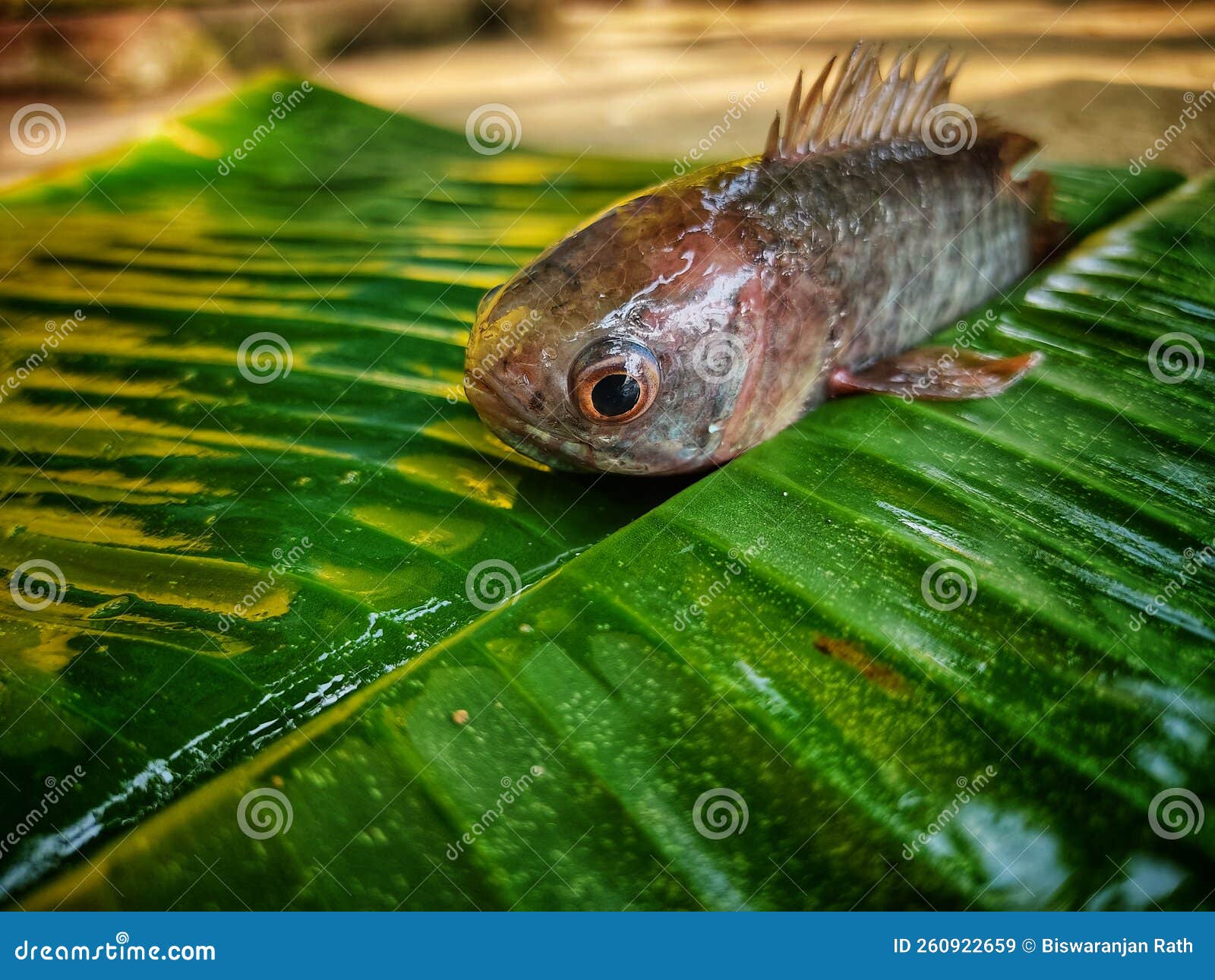 Anabas Fish on Green Banana Leaf HD Stock Image - Image of fishing ...