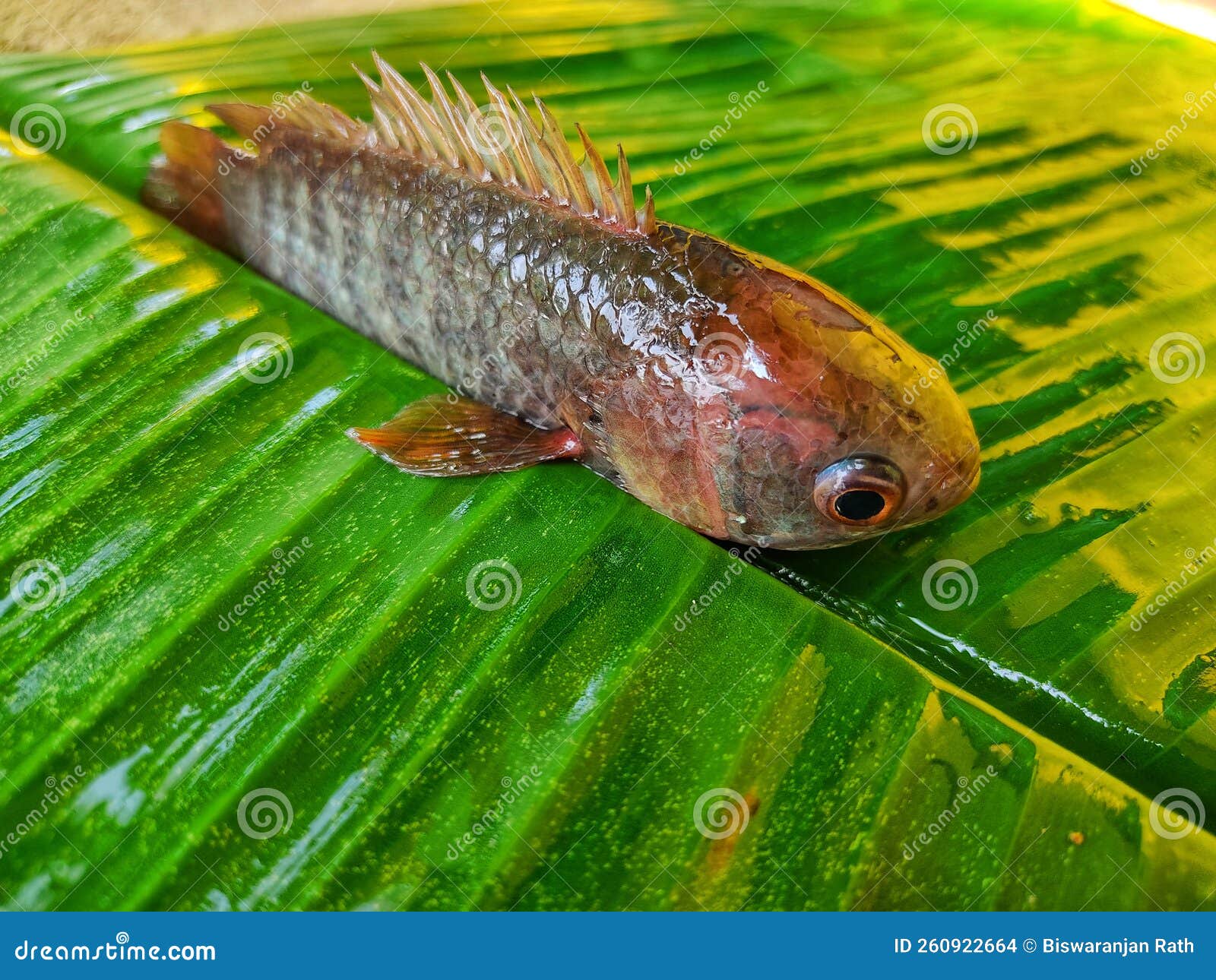 Anabas Fish on Green Banana Leaf HD Stock Photo - Image of malay ...