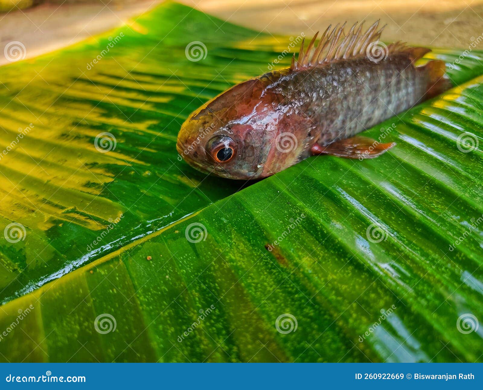 Anabas Fish on Green Banana Leaf HD Stock Image - Image of perch ...