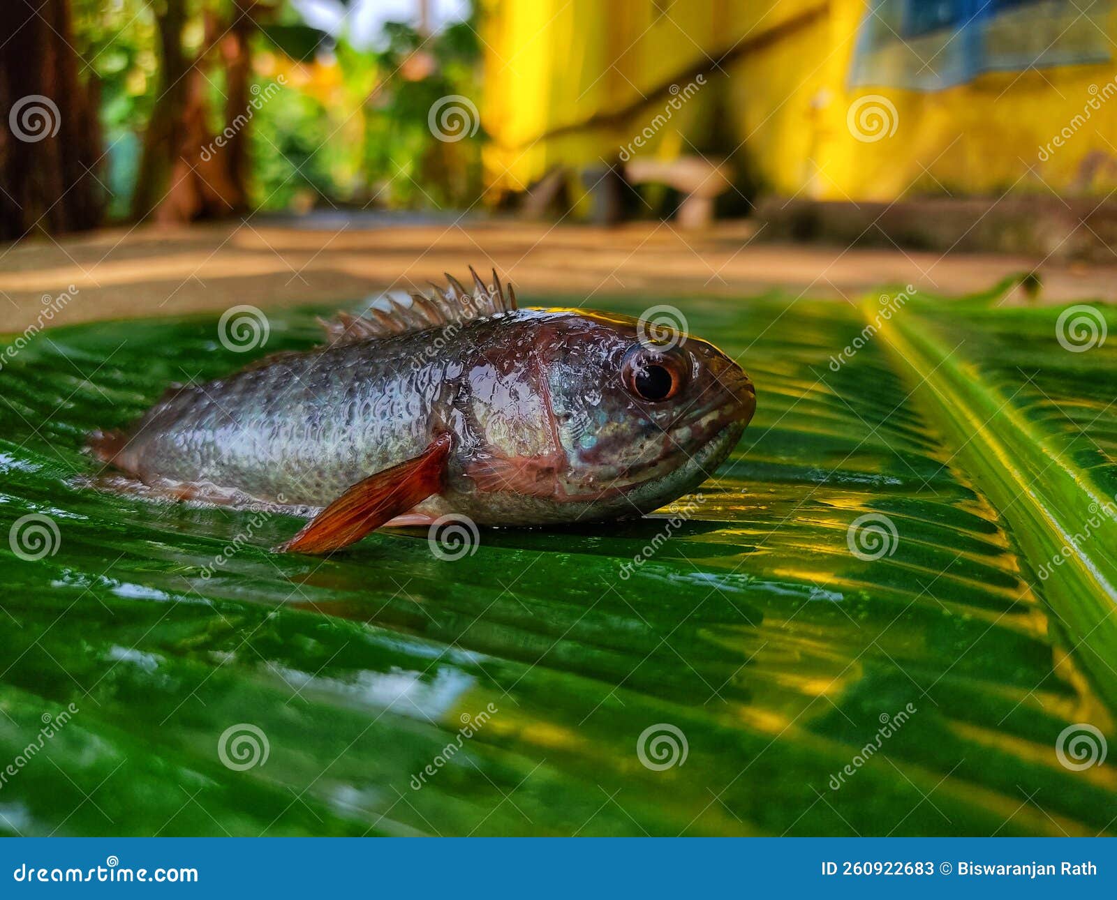 Anabas Fish on Green Banana Leaf HD Stock Image - Image of giant, swamp ...