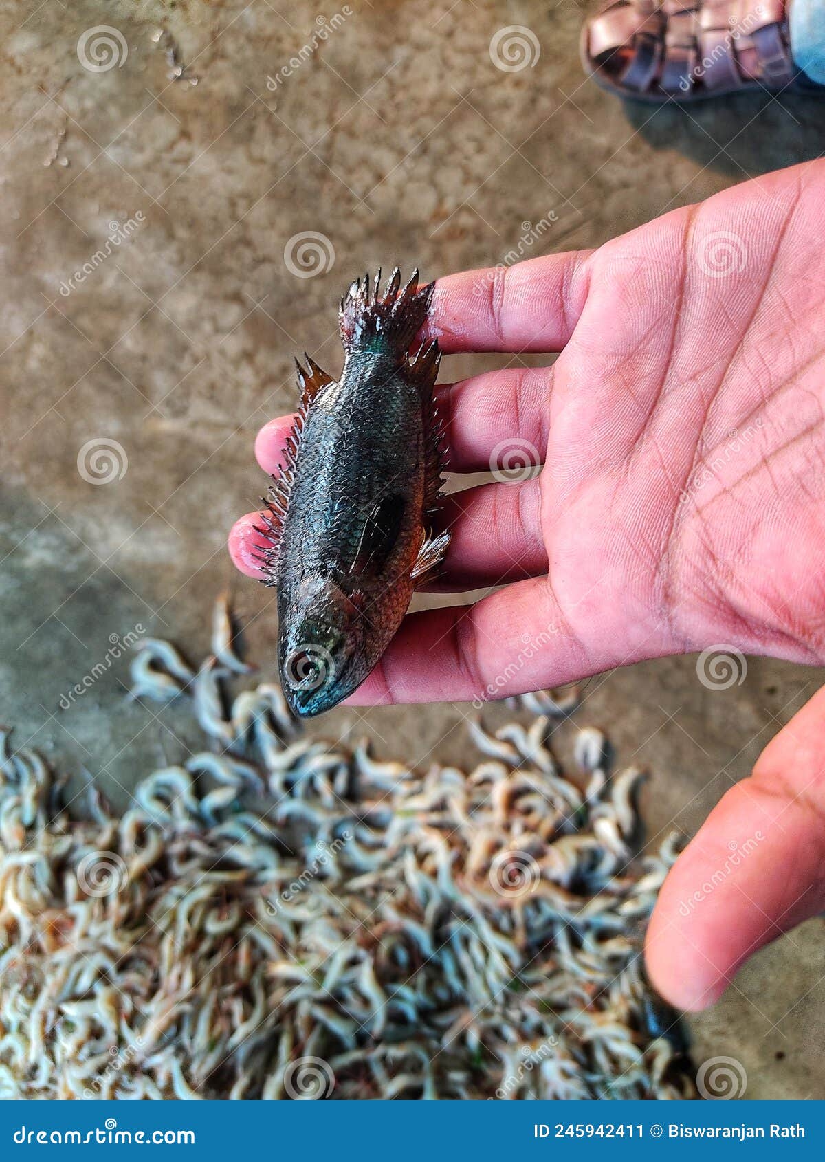 Anabas Fish in Hand Anabas Gourami Perch in Hand Stock Image - Image of ...