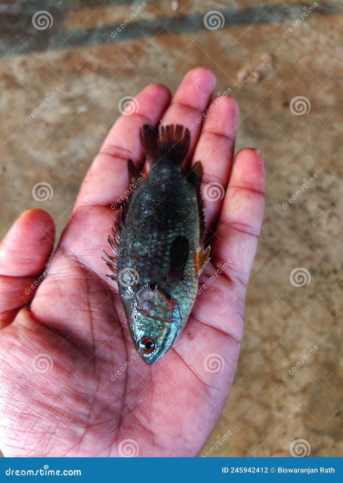 Anabas Fish in Hand Anabas Gourami Perch in Hand Stock Photo - Image of ...