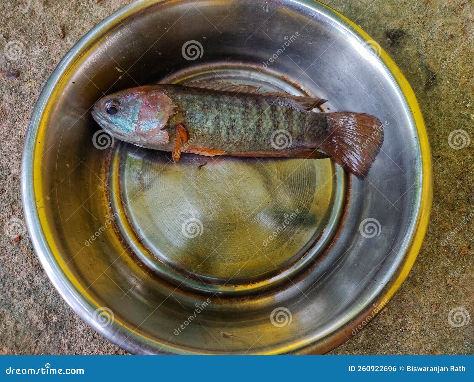 Anabas Fish on Plate Close Up with Eyes HD Stock Photo - Image of green ...