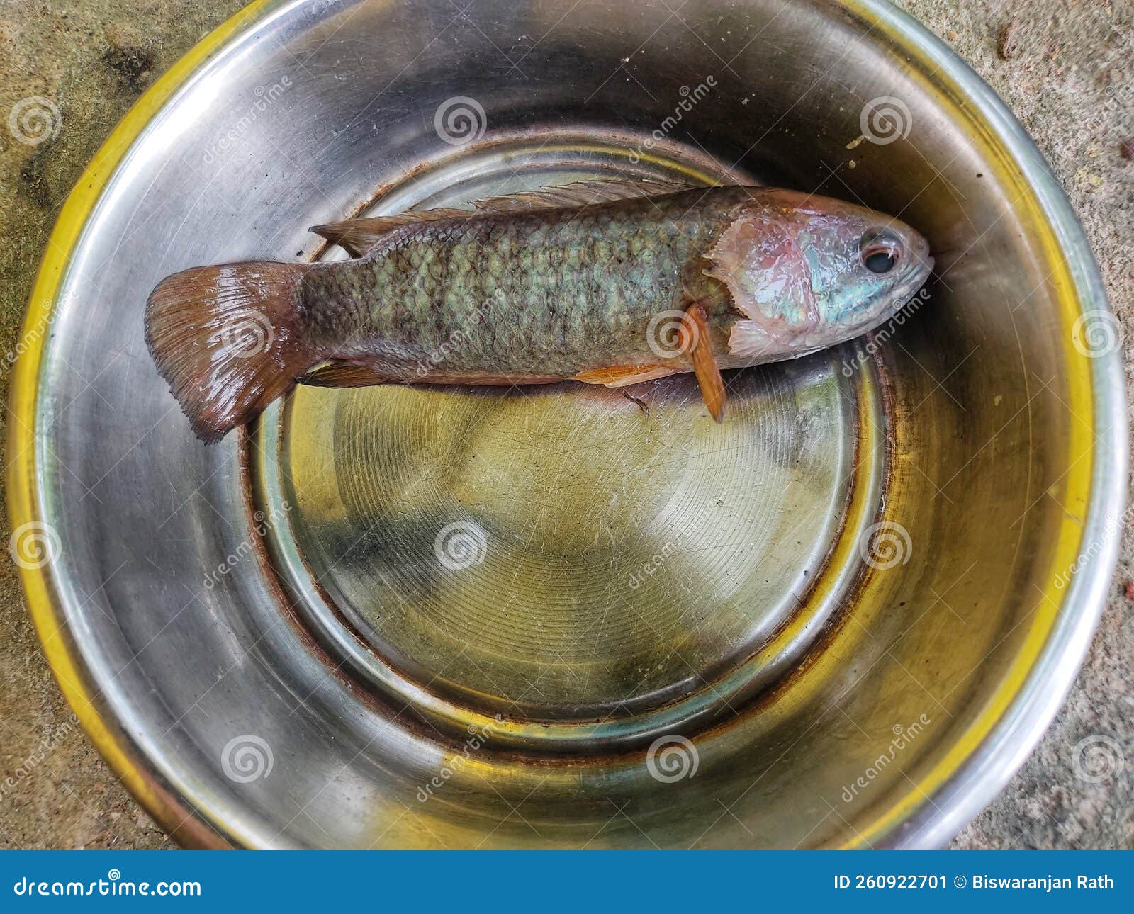 Anabas Fish on Plate Close Up with Eyes HD Stock Image - Image of snack ...