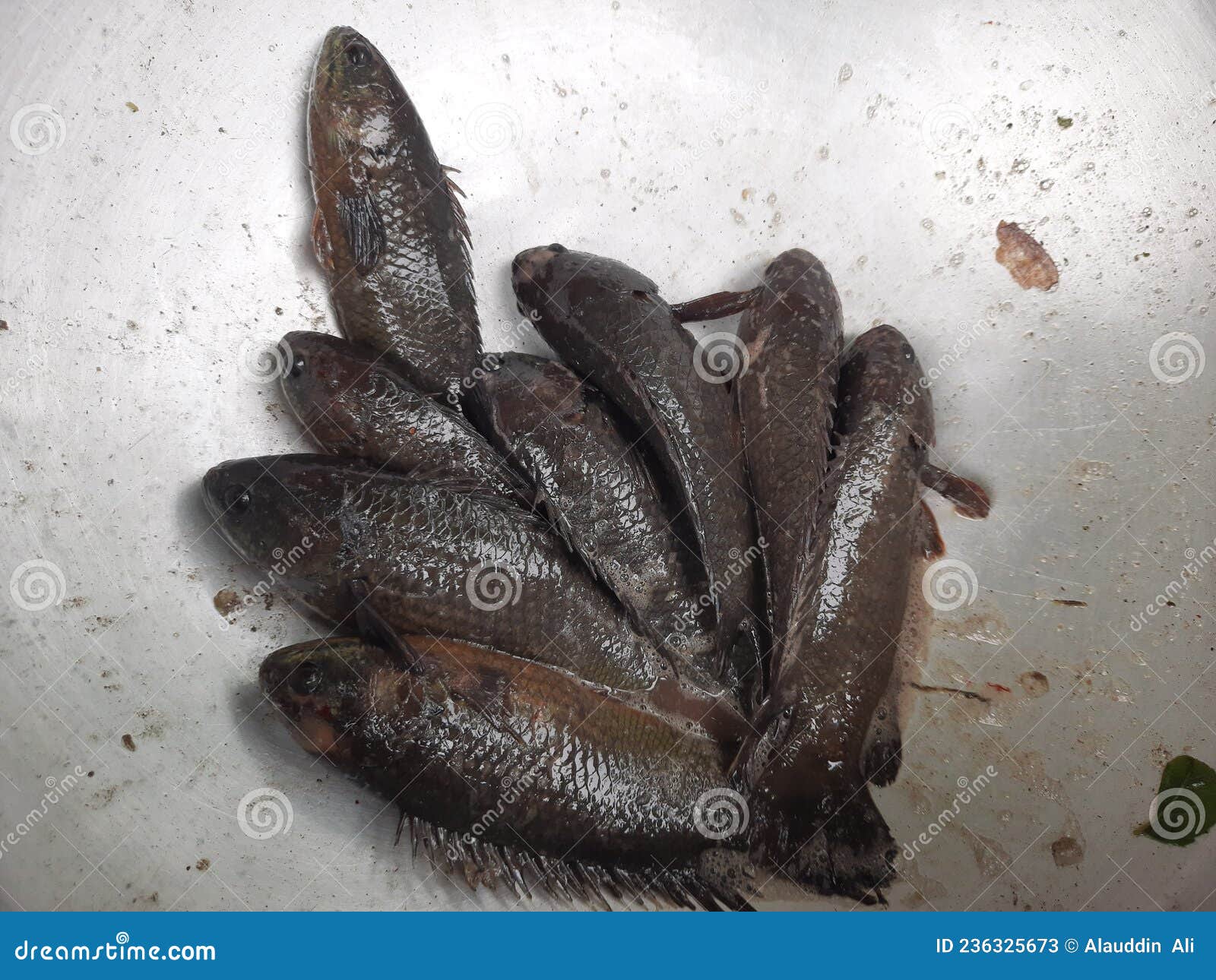 Anabas Fish, Wild Big Anabas Fish. Stock Image - Image of cooking ...