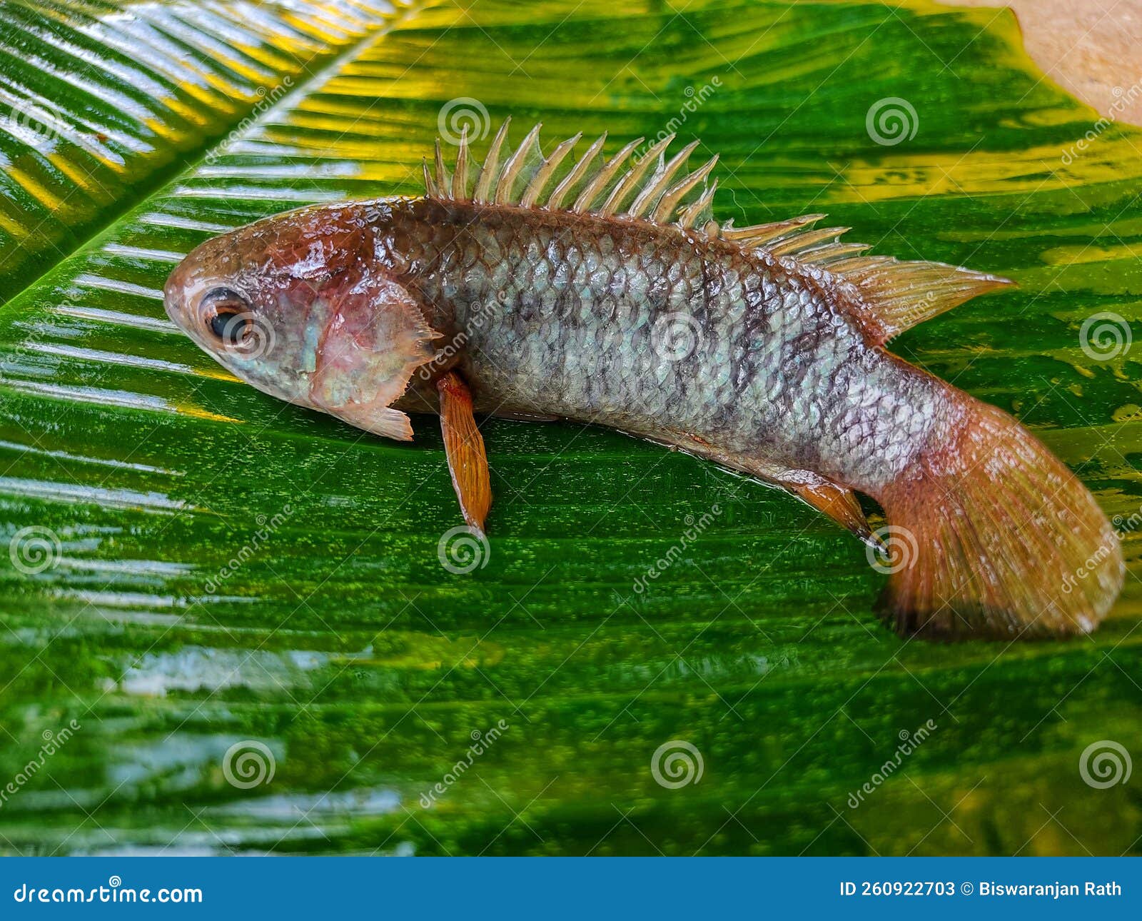 Anabas Perch Fish on Banana Leaf Ready for Cooking HD Stock Image ...