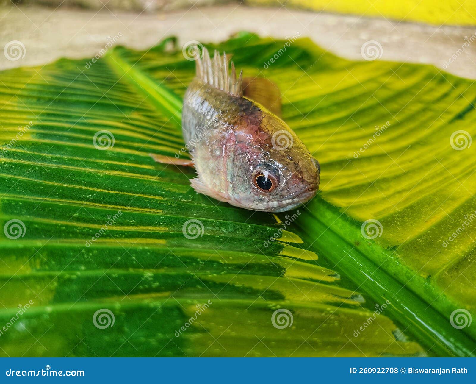 Anabas Perch Fish on Banana Leaf Ready for Cooking HD Stock Photo ...