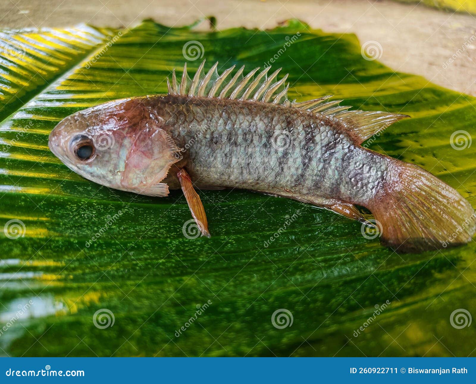 Anabas Perch Fish on Banana Leaf Ready for Cooking HD Stock Image ...