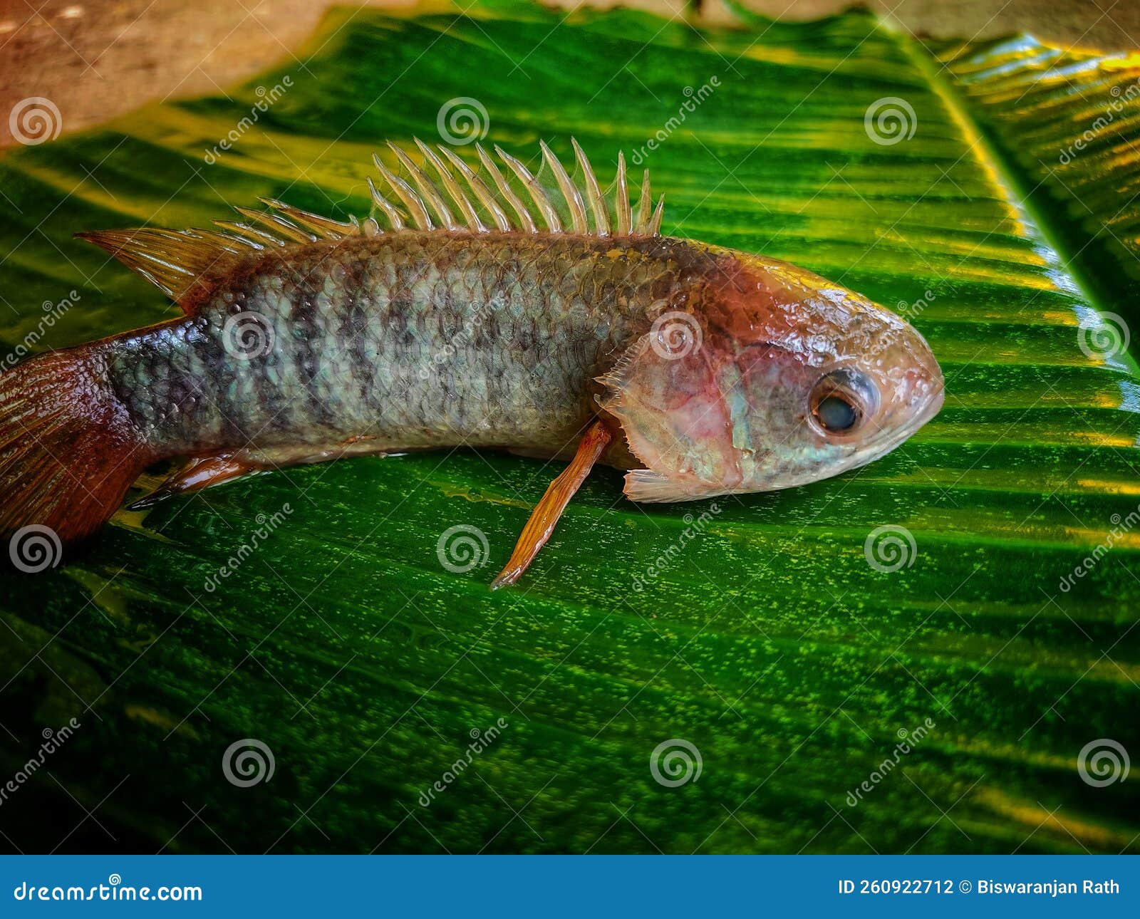 Anabas Perch Fish on Banana Leaf Ready for Cooking HD Stock Photo ...