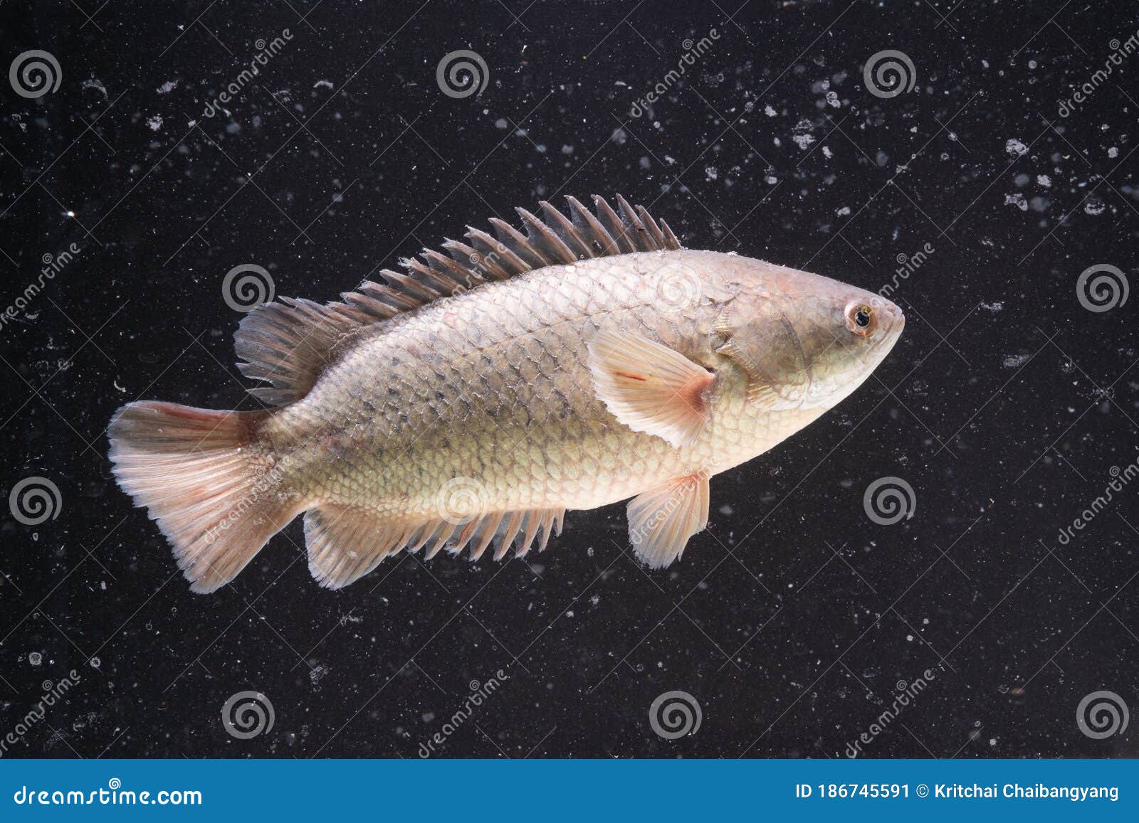 Anabas Testudineus Climbing Perch in Fish Tank,dust in Water Stock ...