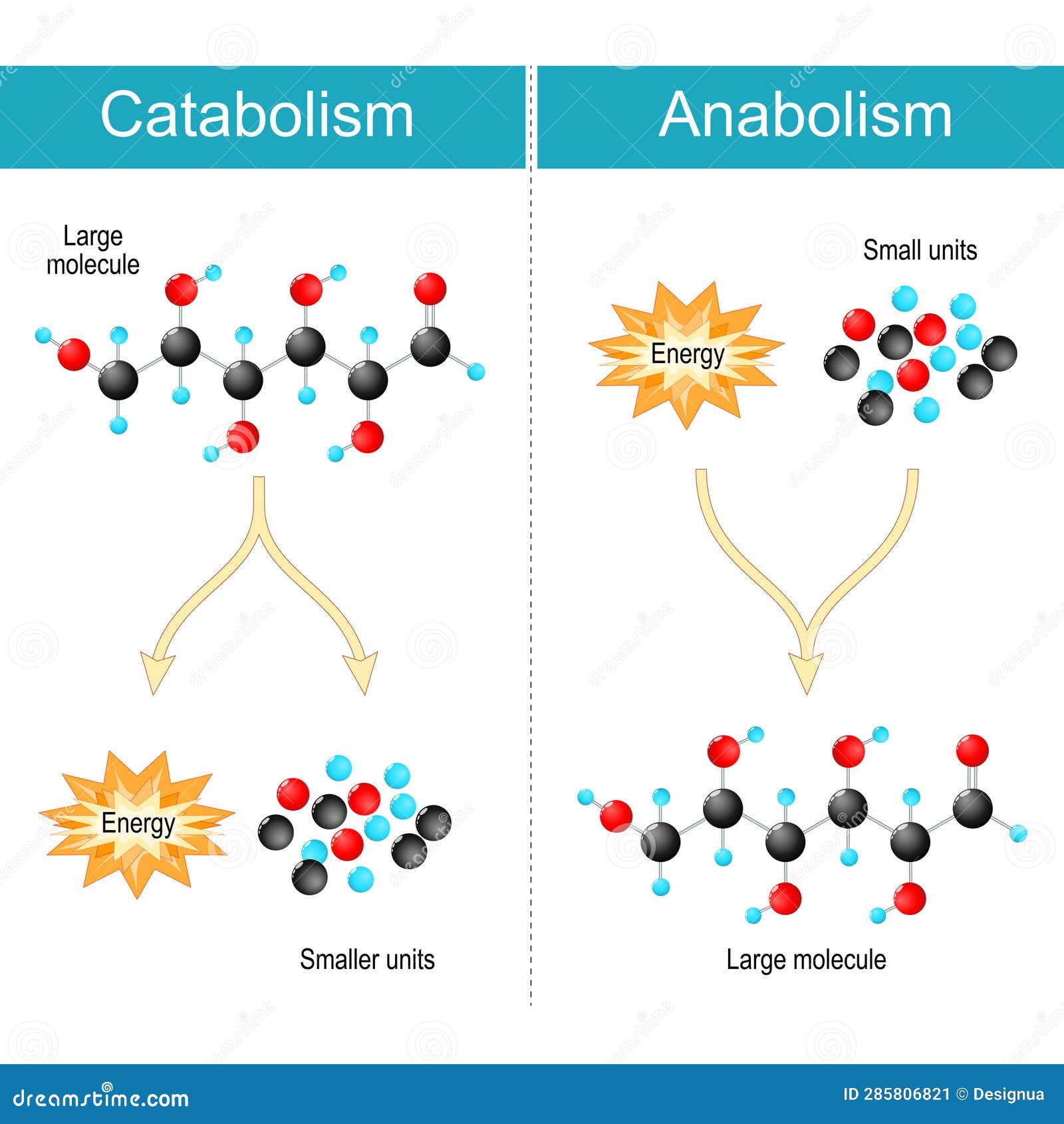 A Protein, Anabolism, Transcription, Amino Acid, RNA Polymerase Royalty ...