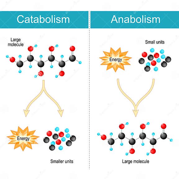 Anabolism, Catabolism and Metabolism Stock Vector - Illustration of ...