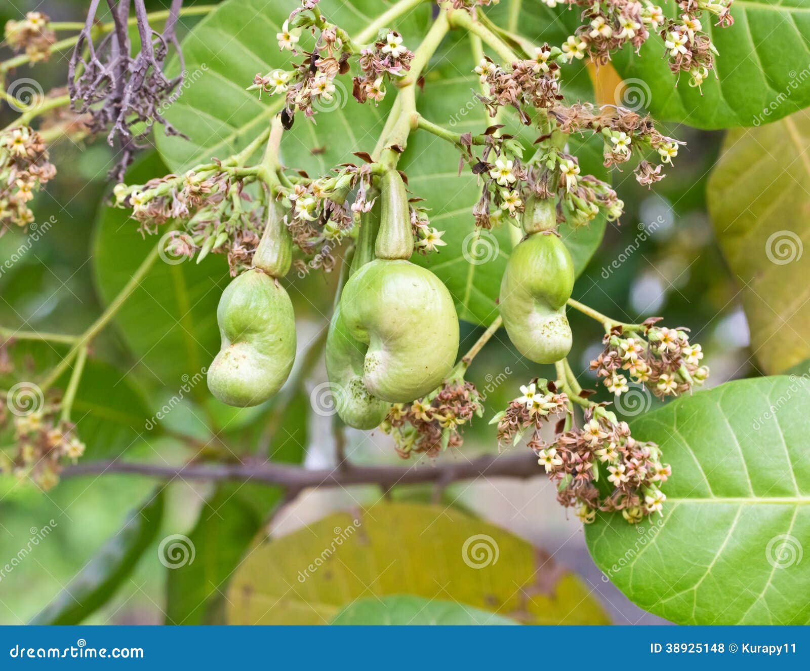 Anacardo joven en árbol foto de archivo. Imagen de tuercas - 38925148