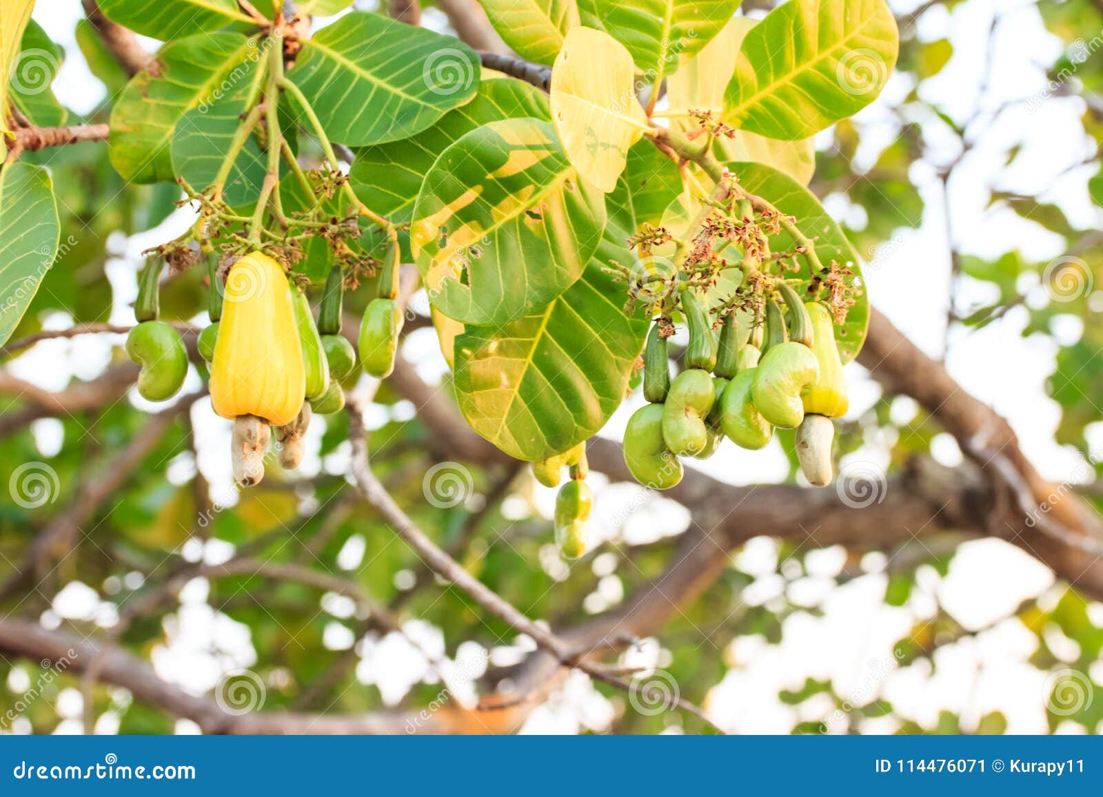 Anacardos Que Crecen En árbol Imagen de archivo - Imagen de clima ...