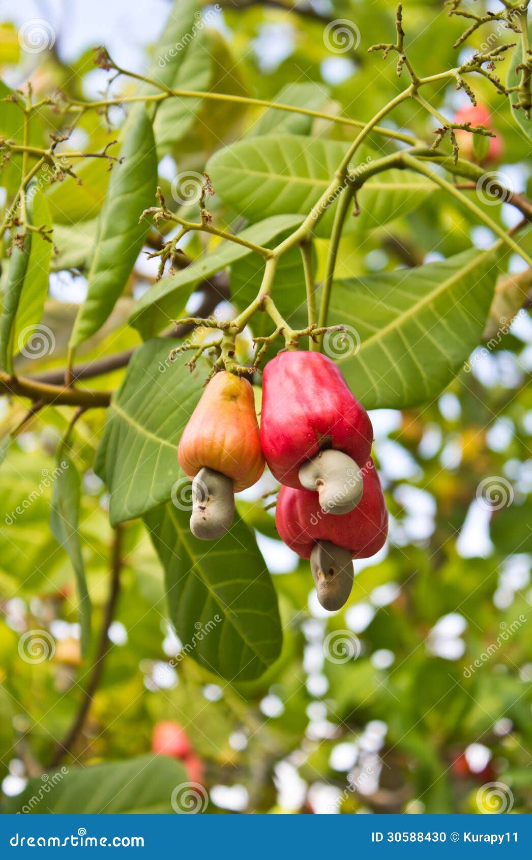 Anacardos Que Crecen En Un árbol Foto de archivo - Imagen: 30588430