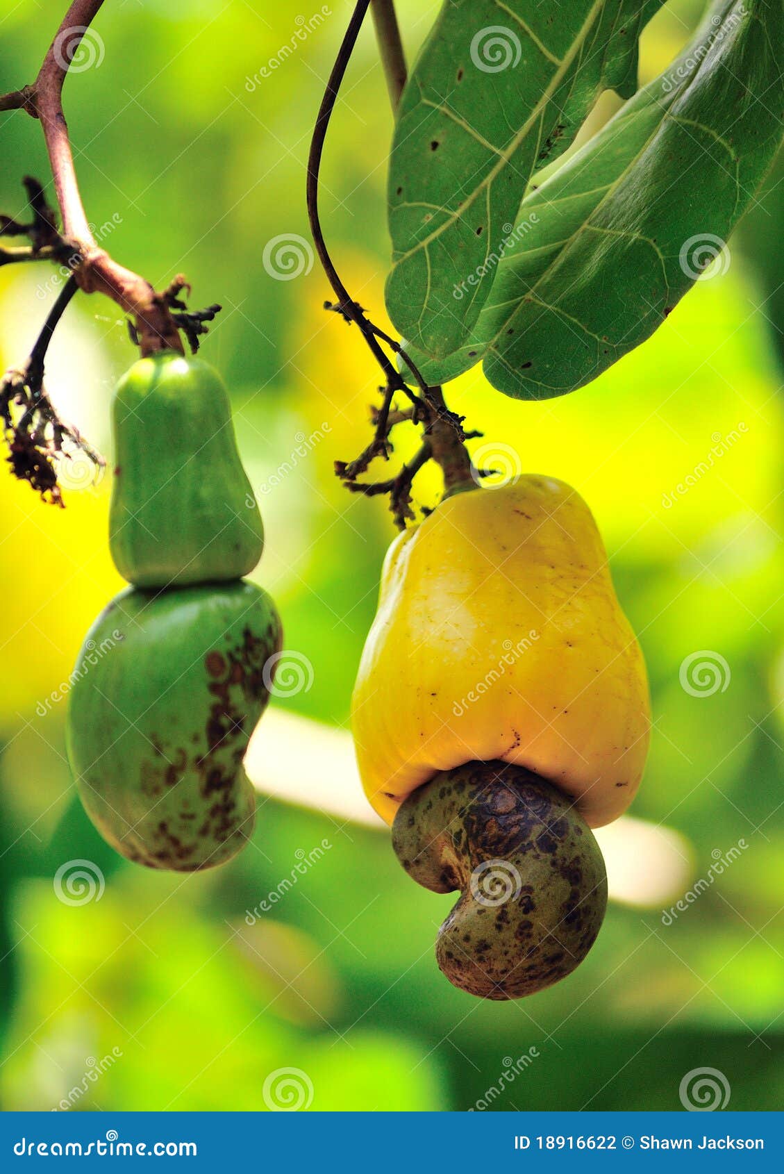 Anacardos Que Maduran En árbol Foto de archivo - Imagen de amarillo ...