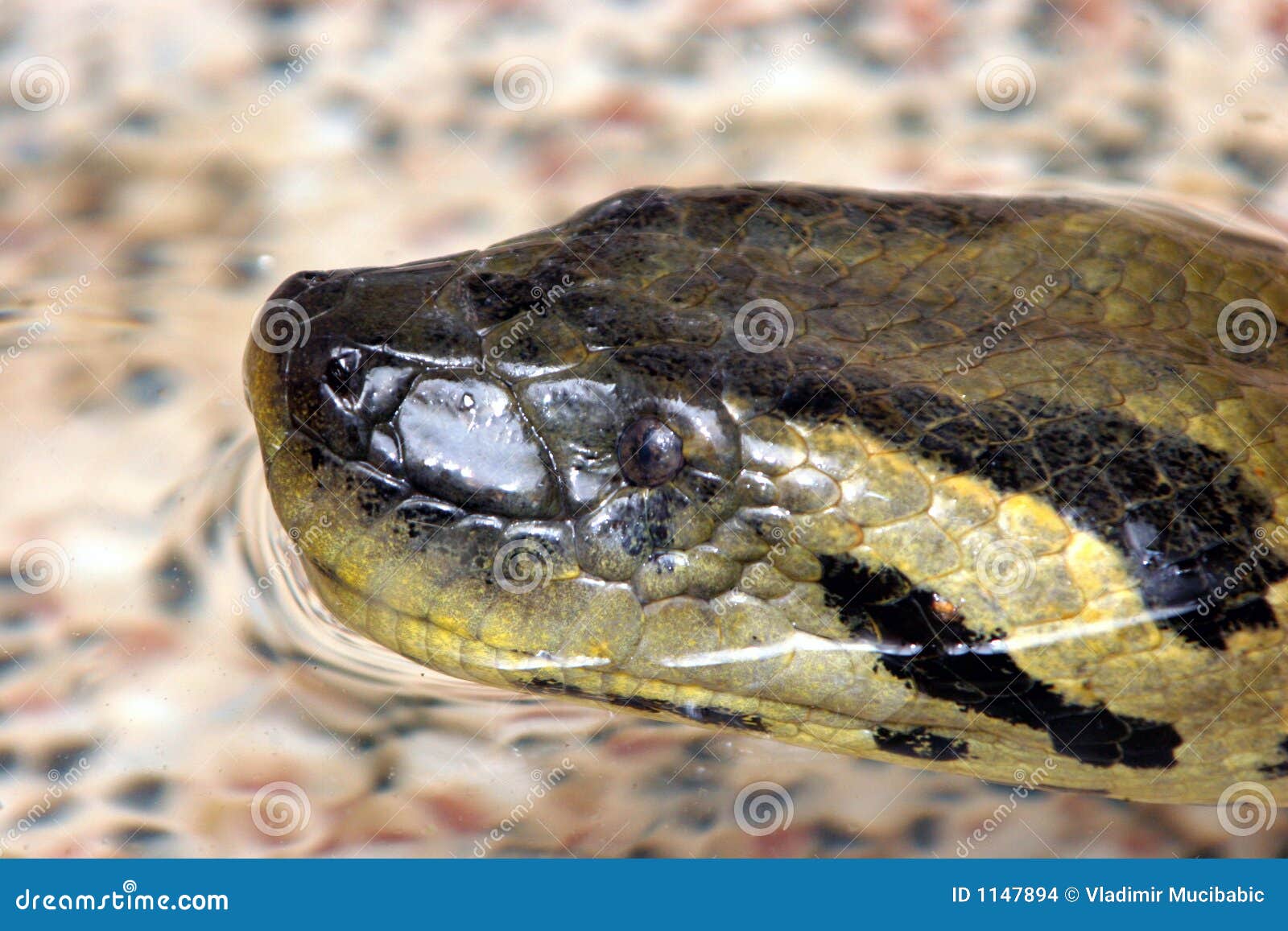 Anaconda Snake With Mouth Open