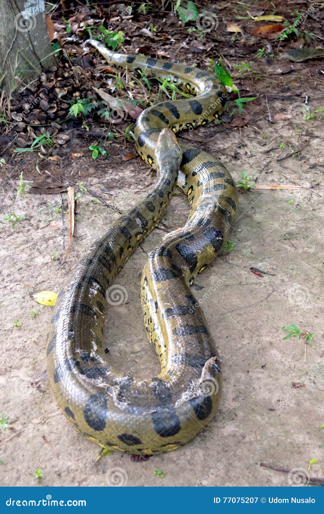 Anaconda stock image. Image of river, brazil, monstersnake - 77075207