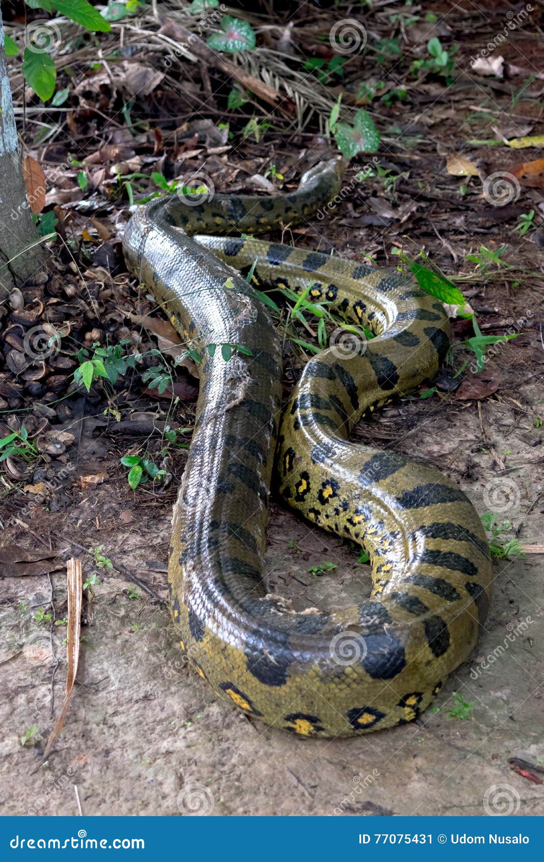 Anaconda stock image. Image of giant, southameria, adventure - 77075431