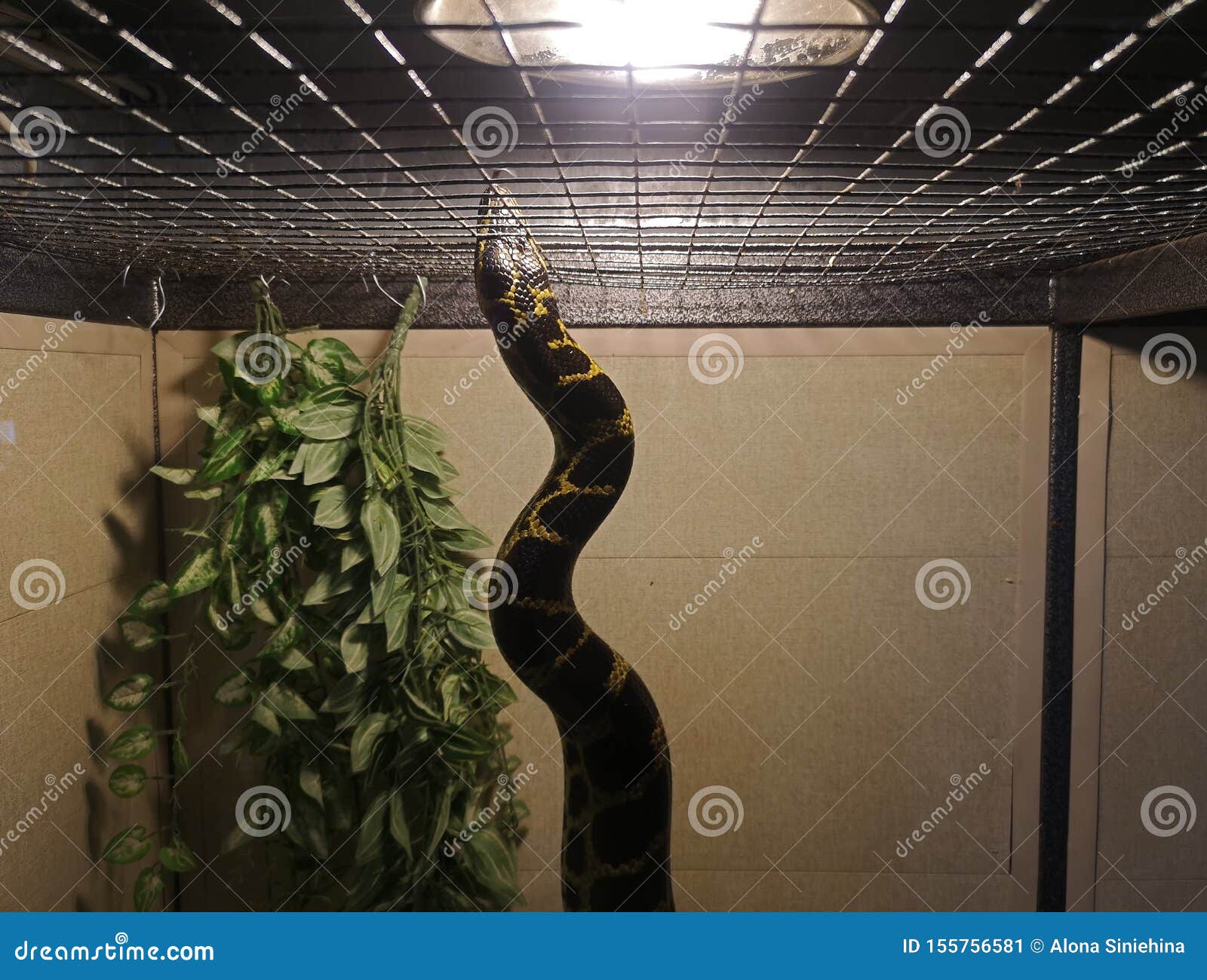 Anaconda in Captivity: Transportation of a Python in a Box, a Cage ...
