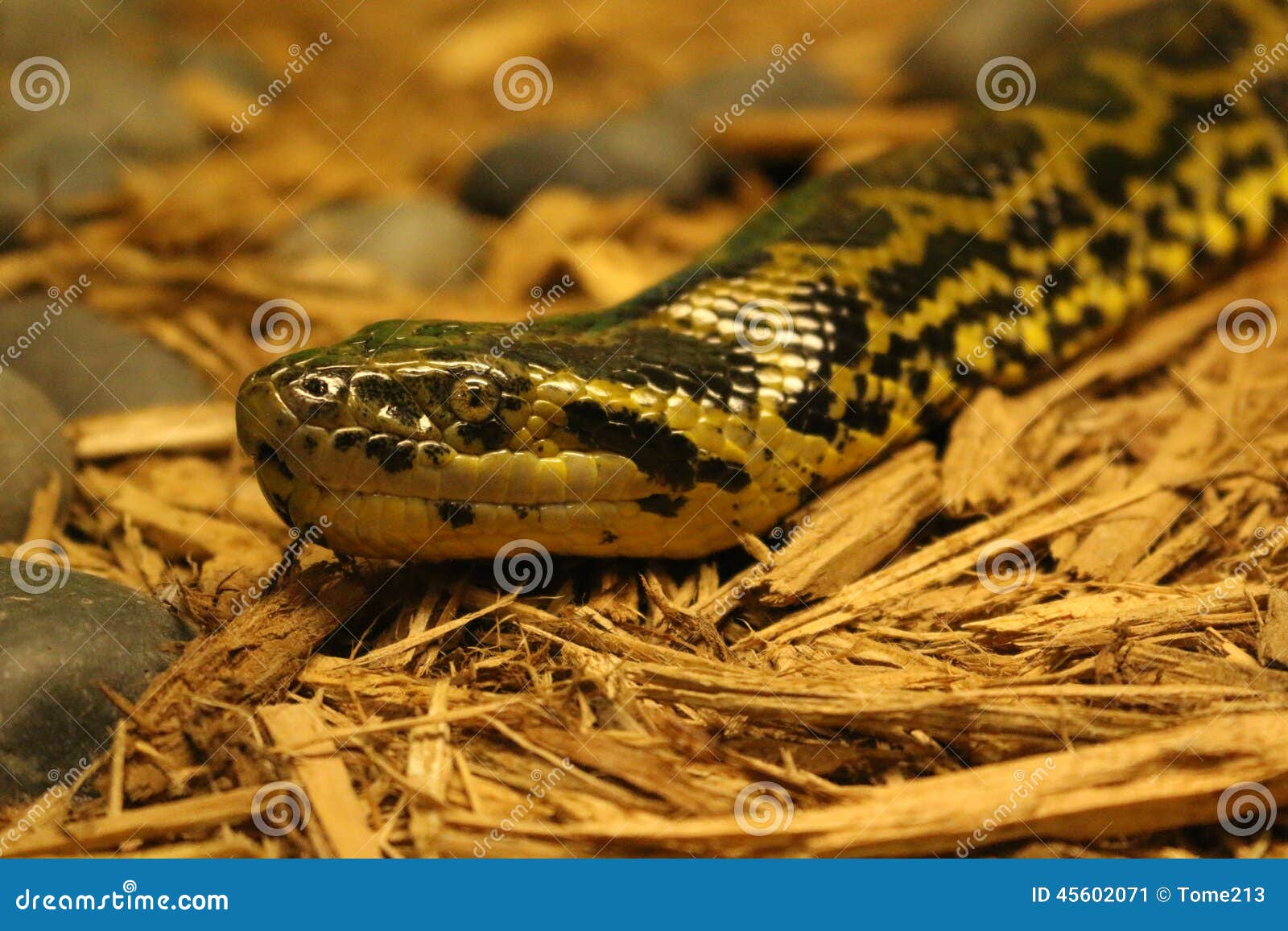 Dark Spotted Anaconda