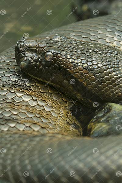 Anaconda snake stock photo. Image of water, south, detail - 24014602
