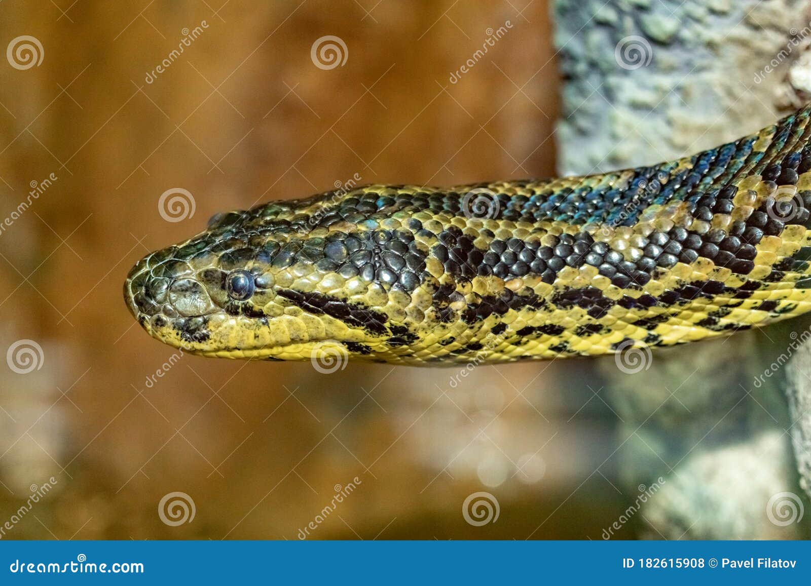 Anaconda Snake. Eunectes Murinus Stock Photo - Image of environment ...