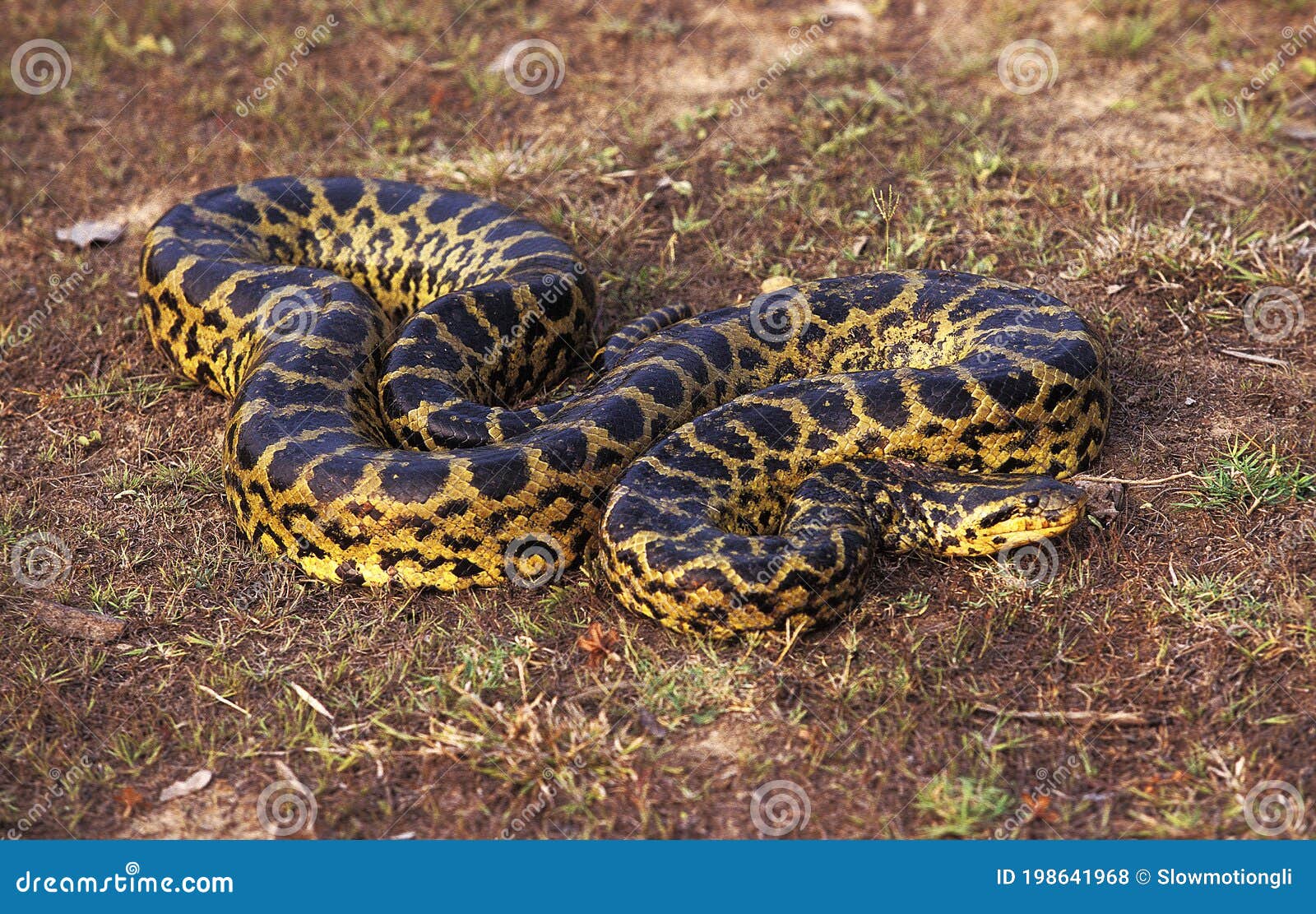 Anaconda Verde, Eunectas Murinus, Pantanal En Brasil Foto de archivo ...