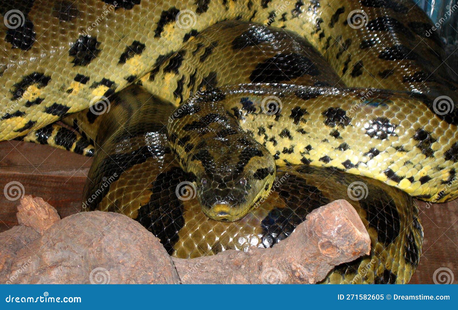 Anaconda Verde Eunectes Murinus Imagen de archivo - Imagen de retrato ...
