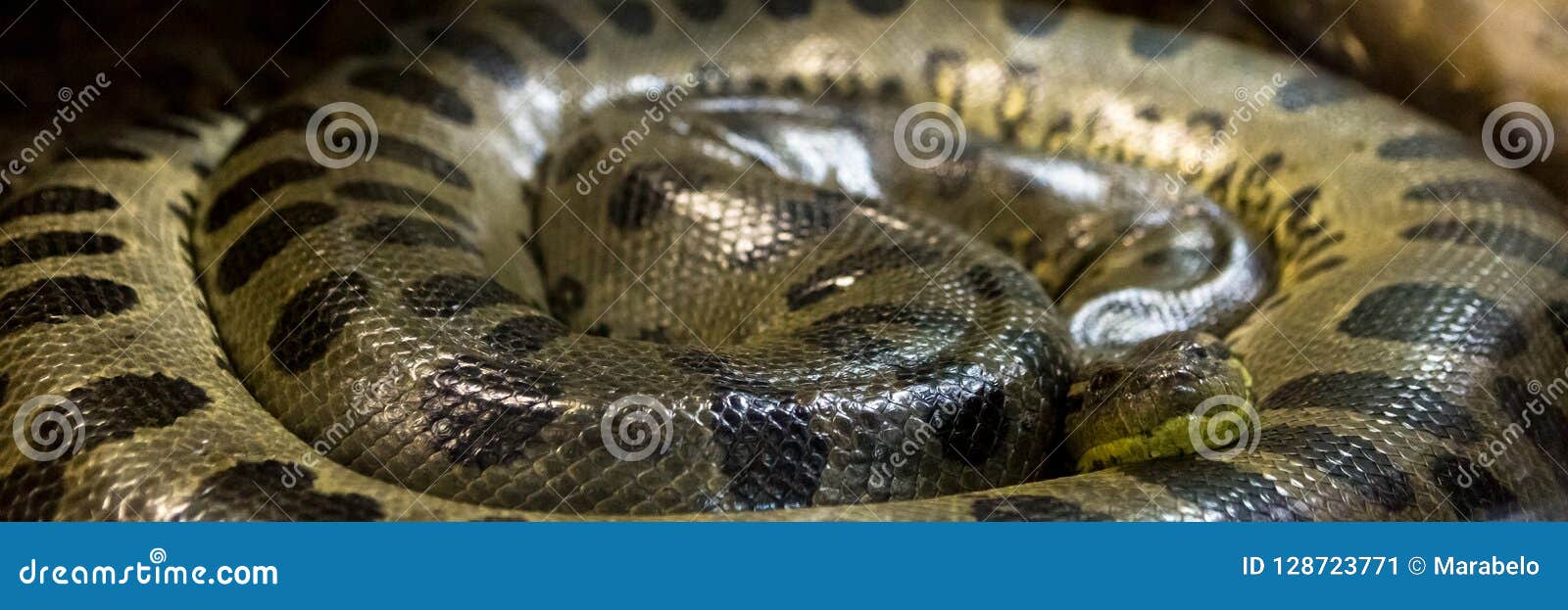 Anaconda Verde, Murinus Do Eunectes, Serpente Do Sucuri Enorme Imagem ...