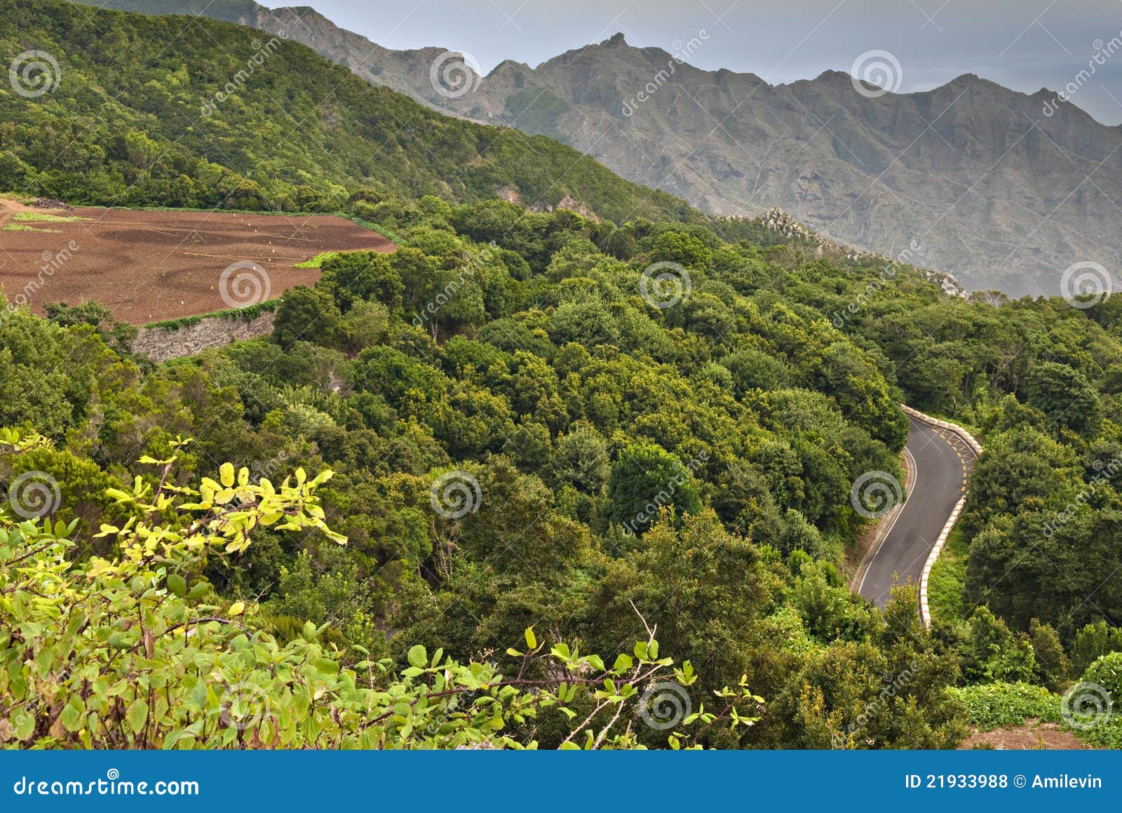 Anaga forest stock photo. Image of spain, landscapes - 21933988