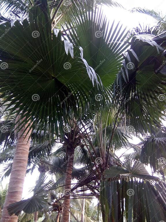 Anahaw tree stock image. Image of tree, anahaw, leaf - 100718515