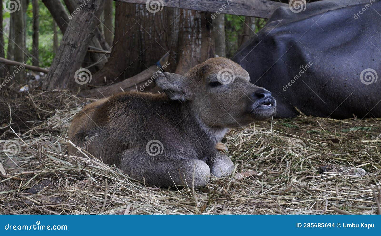 Cute Baby Buffalo or Baby Buffalo Stock Photo - Image of still, baby ...