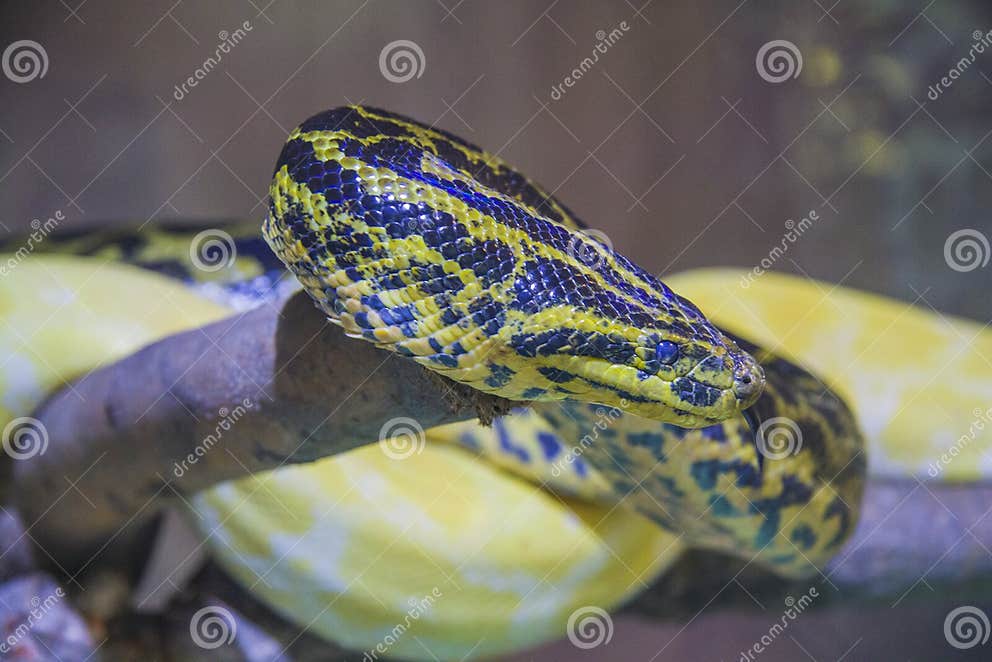 Anakonda and White Python at the Zoo Stock Image - Image of danger ...