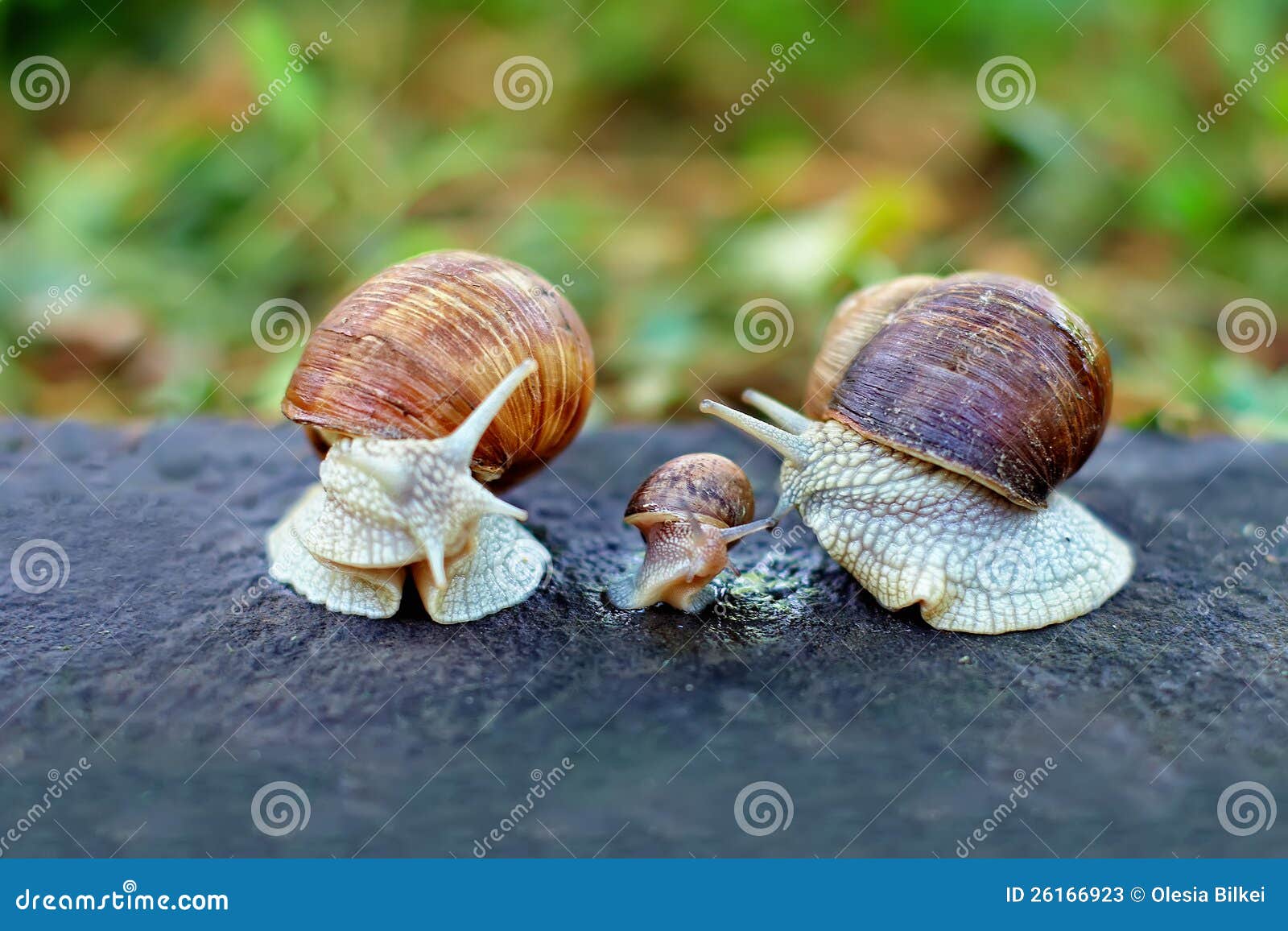 Analogie De Famille D'escargot Image stock - Image du normal, faune ...