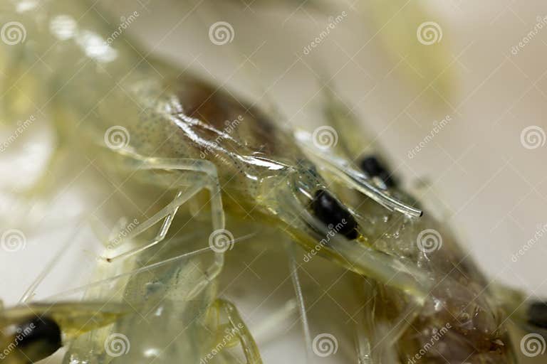 Bacteria in Shrimp in the Laboratory. Stock Image - Image of pipette ...
