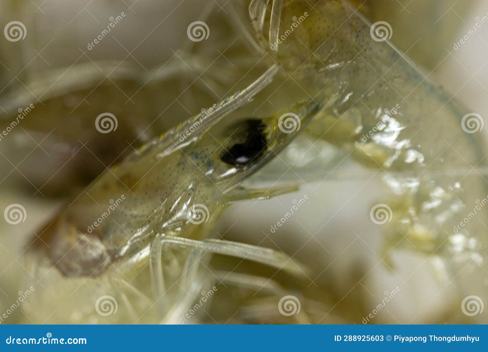 Bacteria in Shrimp in the Laboratory. Stock Image - Image of bacterias ...