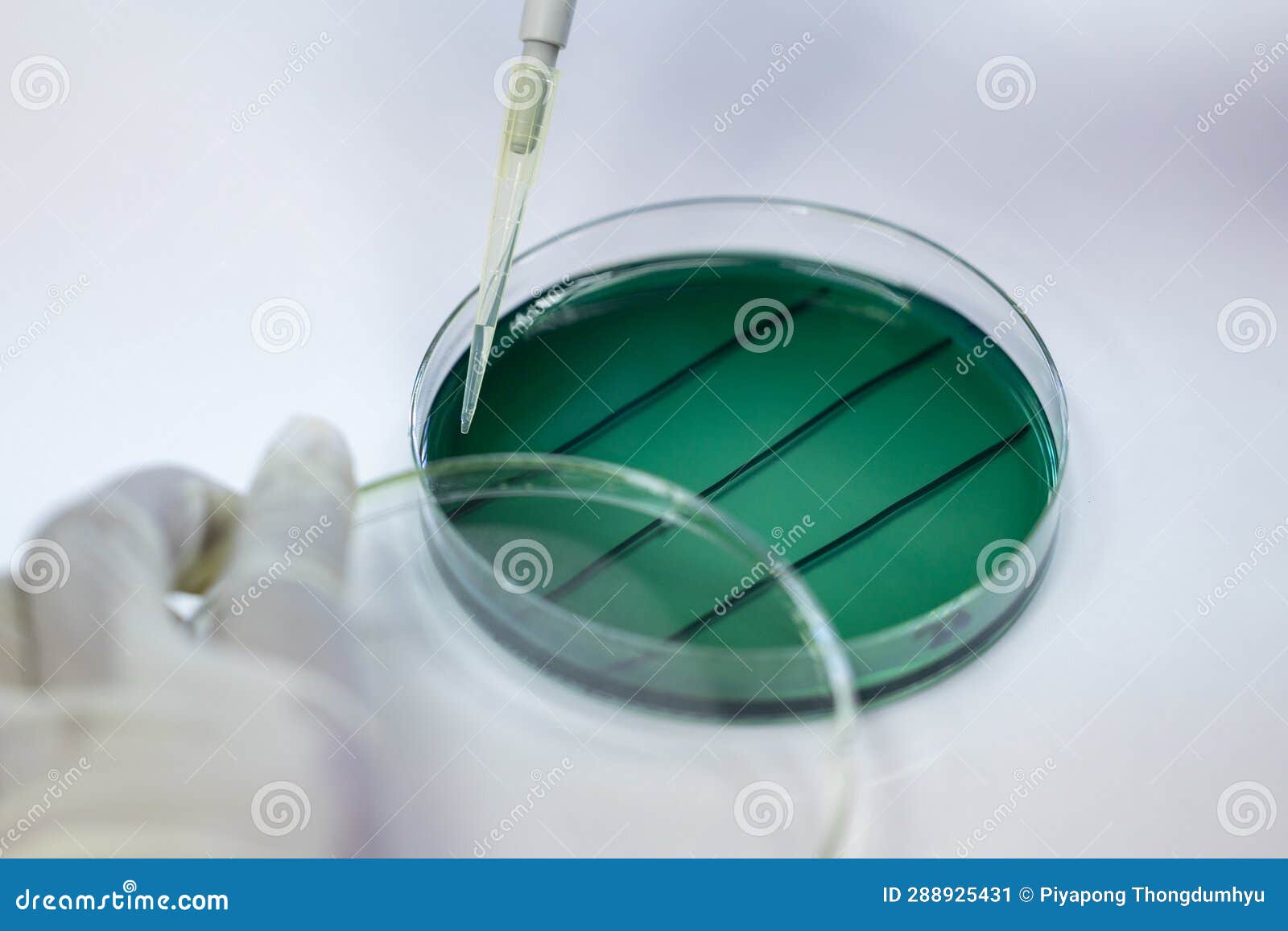 Bacteria in Shrimp in the Laboratory. Stock Image - Image of ...