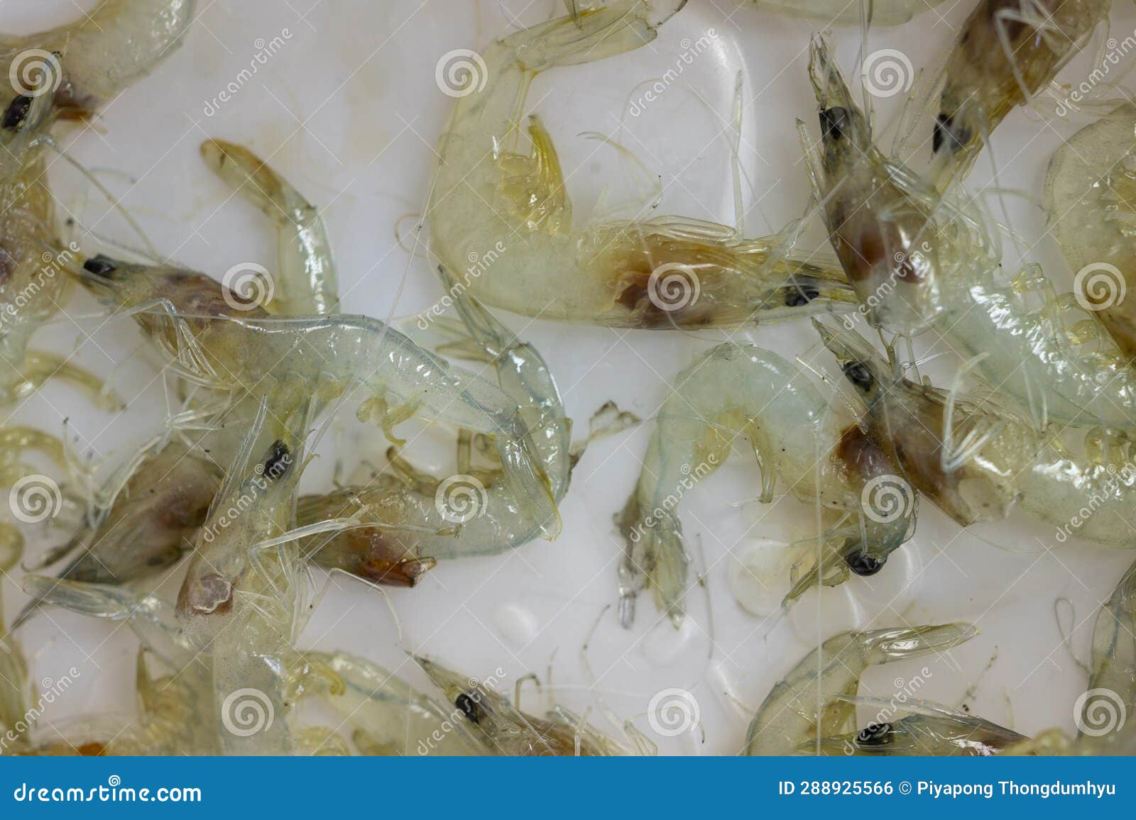 Bacteria in Shrimp in the Laboratory. Stock Photo - Image of veterinary ...