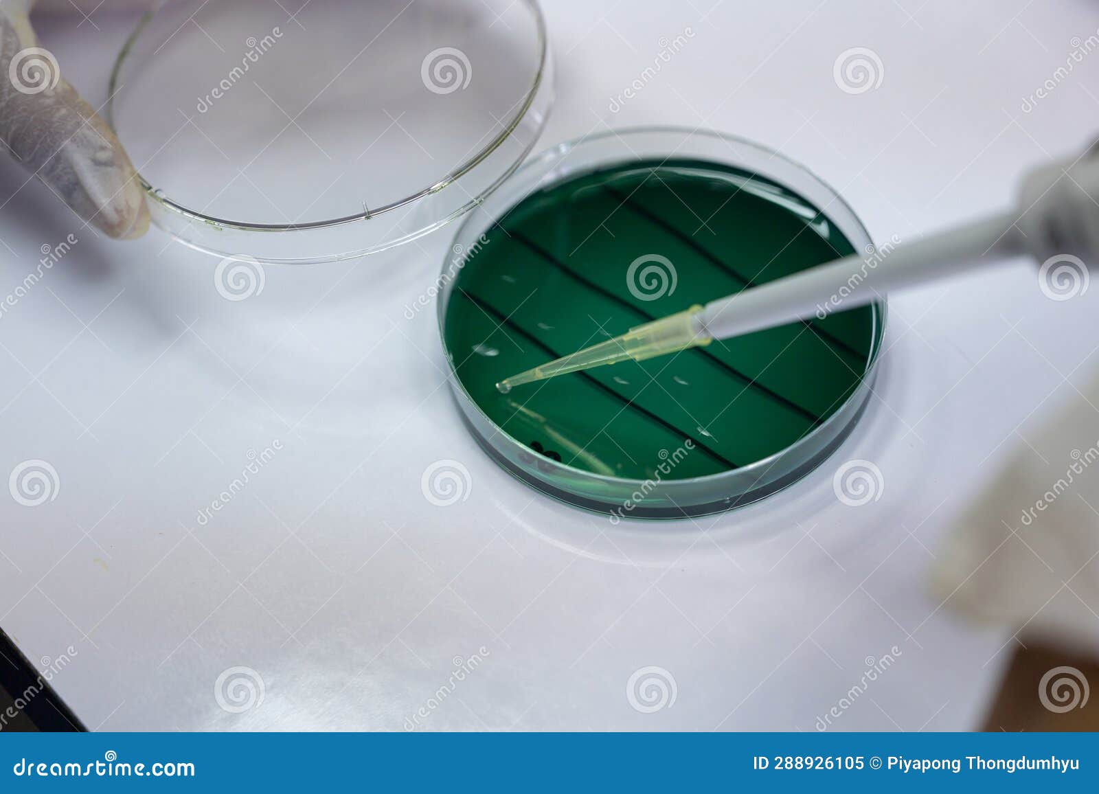 Bacteria in Shrimp in the Laboratory. Stock Image - Image of plate ...