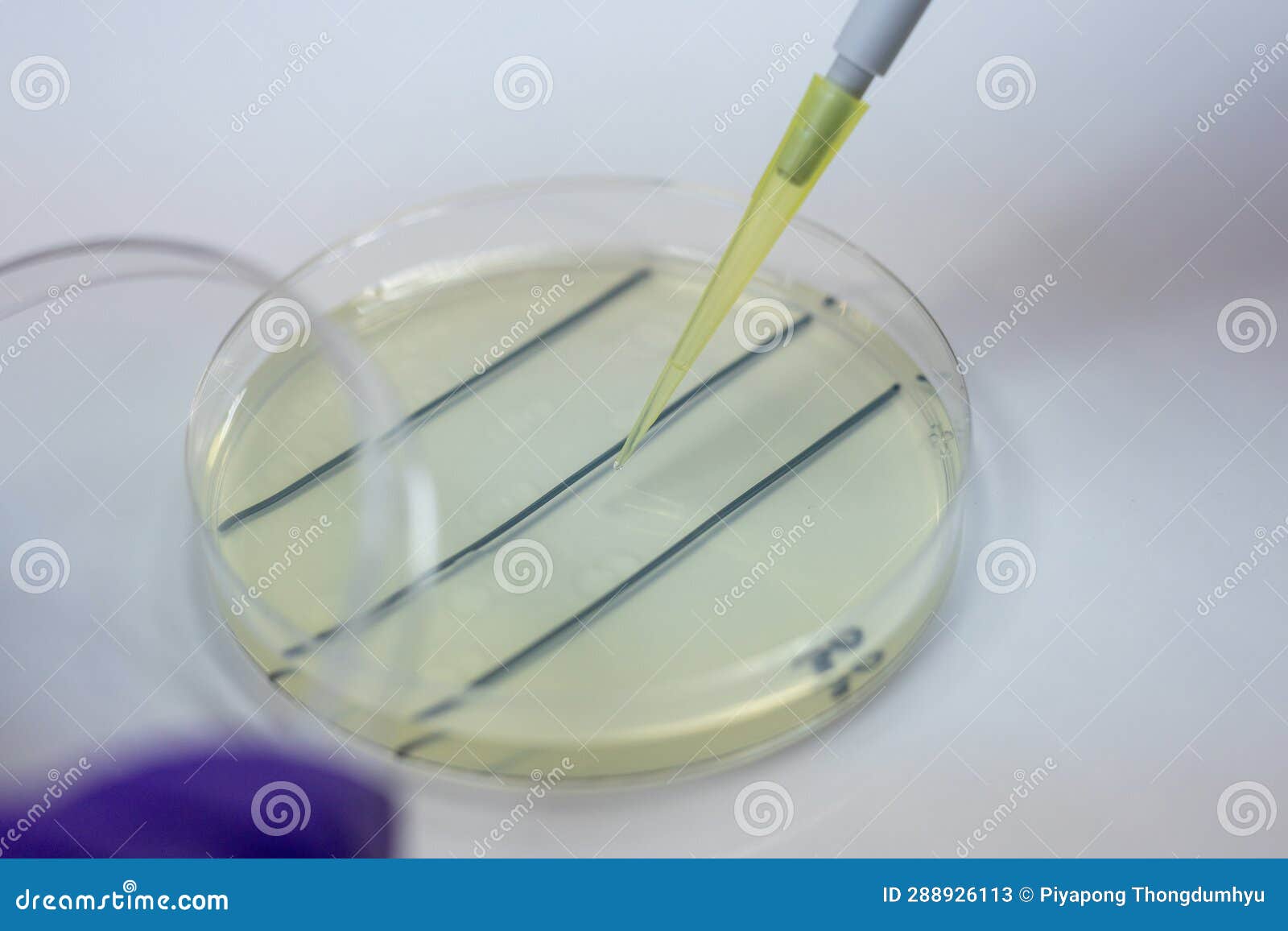 Bacteria in Shrimp in the Laboratory. Stock Image - Image of disease ...