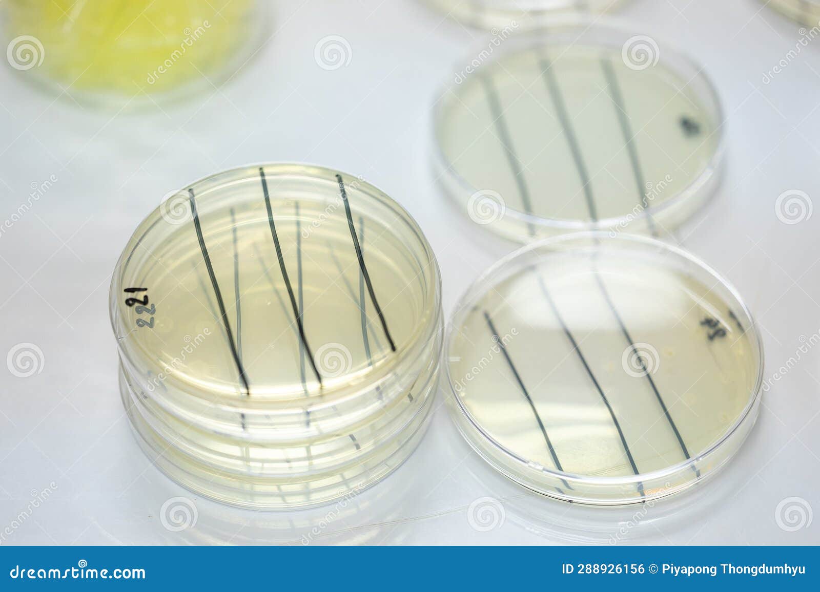 Bacteria in Shrimp in the Laboratory. Stock Photo - Image of aseptic ...